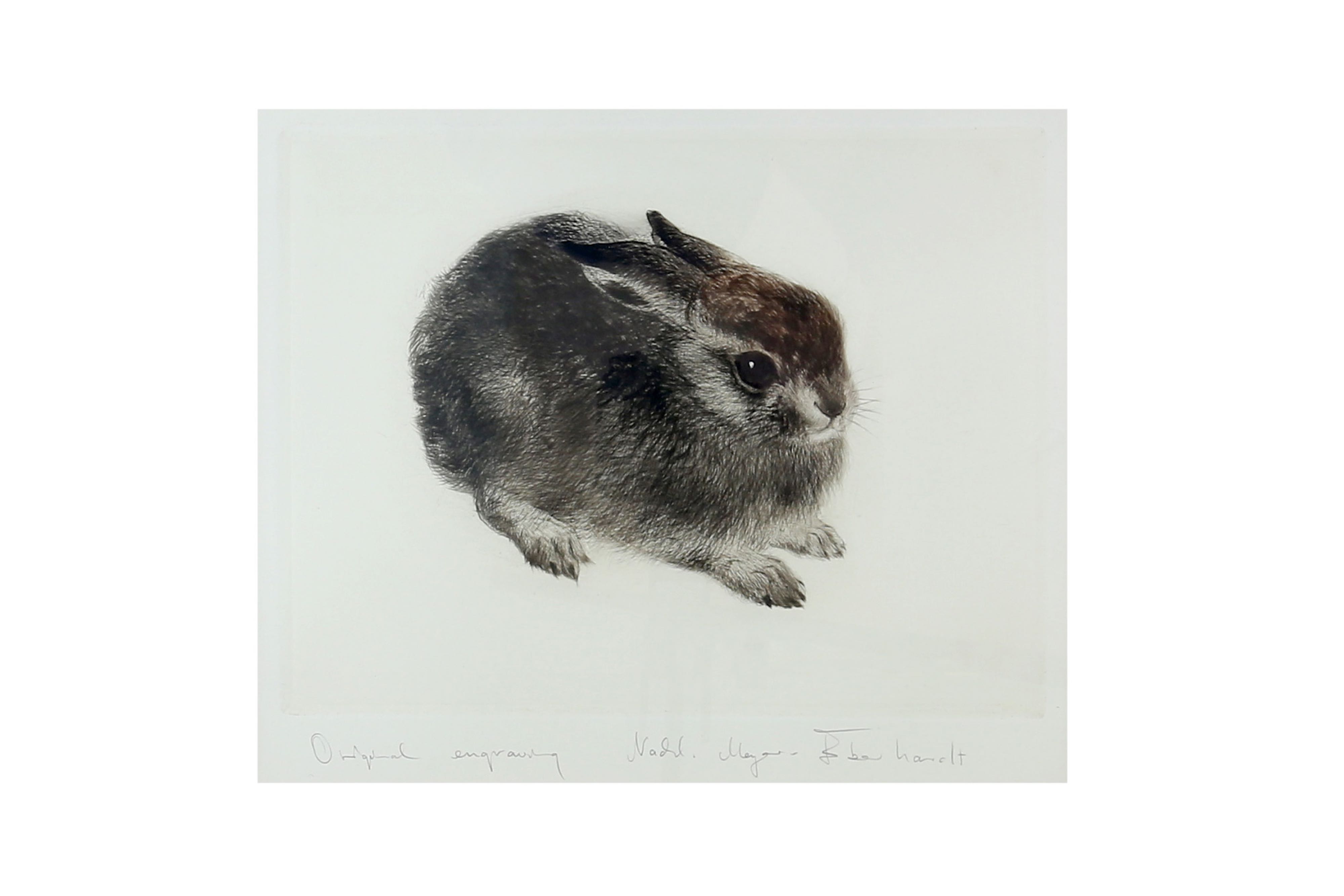 Lot 307 - Meyer-Eberhardt (Kurt) Rabbit, plate 185 x