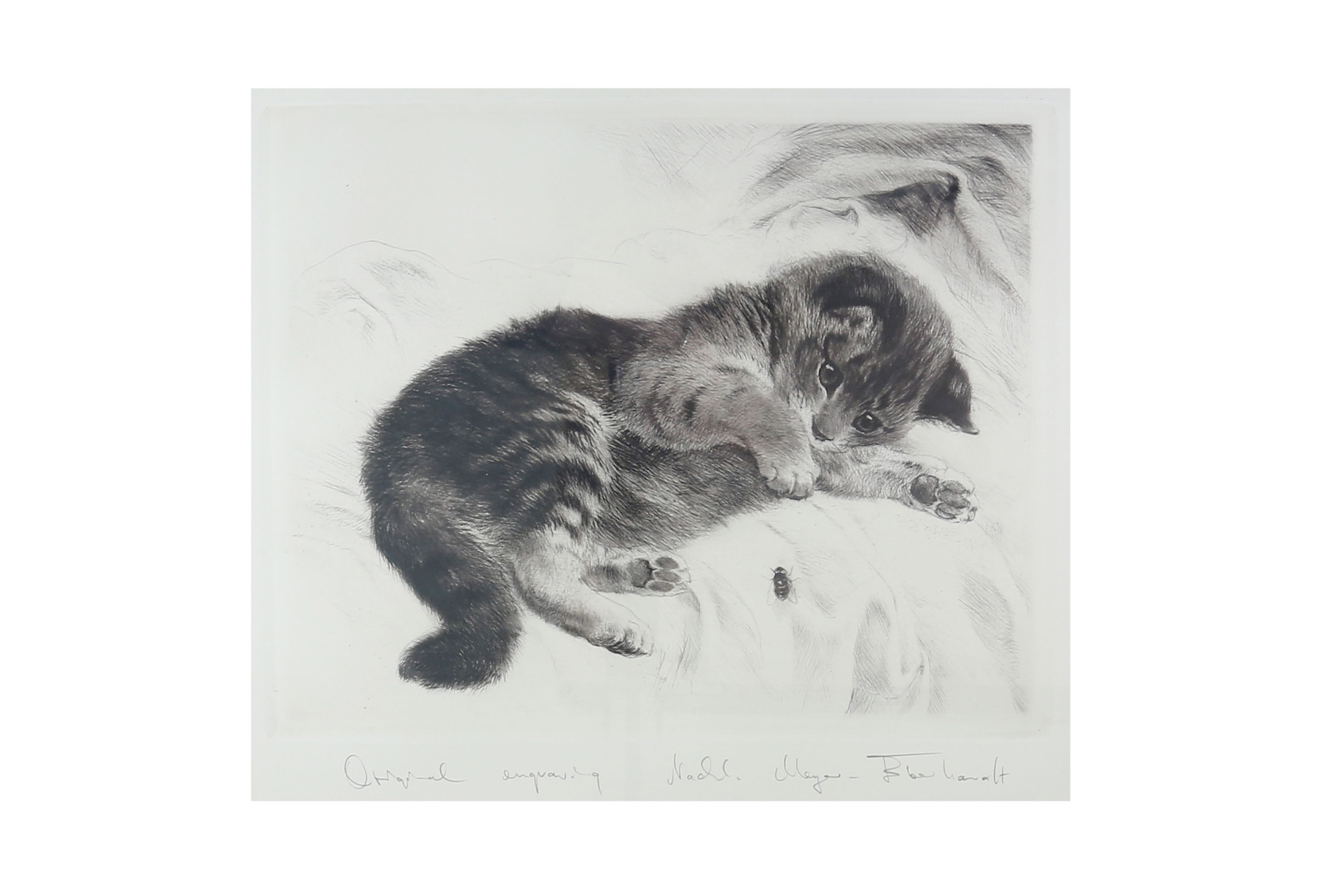 Lot 307 - Meyer-Eberhardt (Kurt) Rabbit, plate 185 x