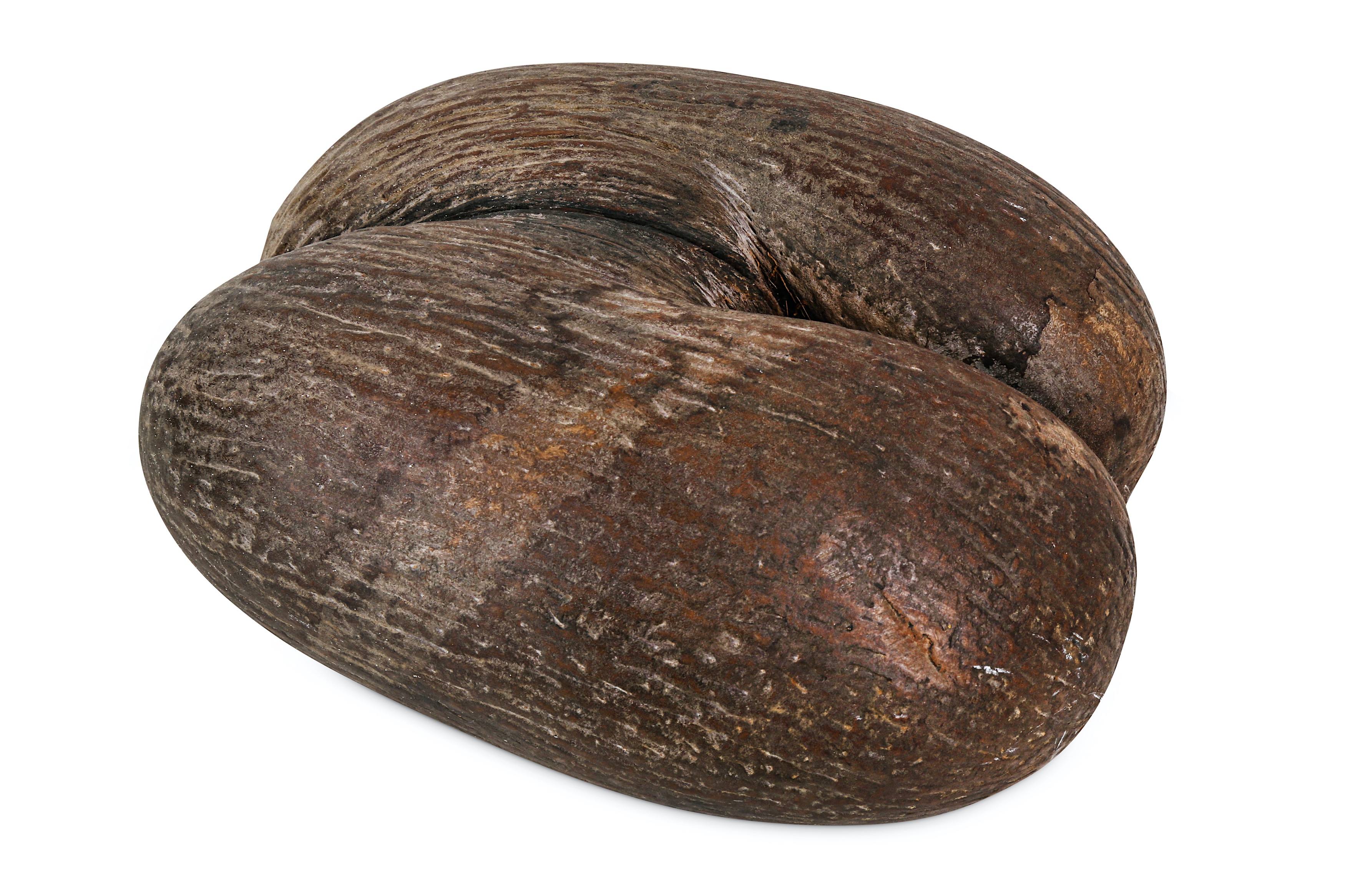 Lot 270 - A LARGE COCO DE MER NUT (LODOICEA MALDIVICA)