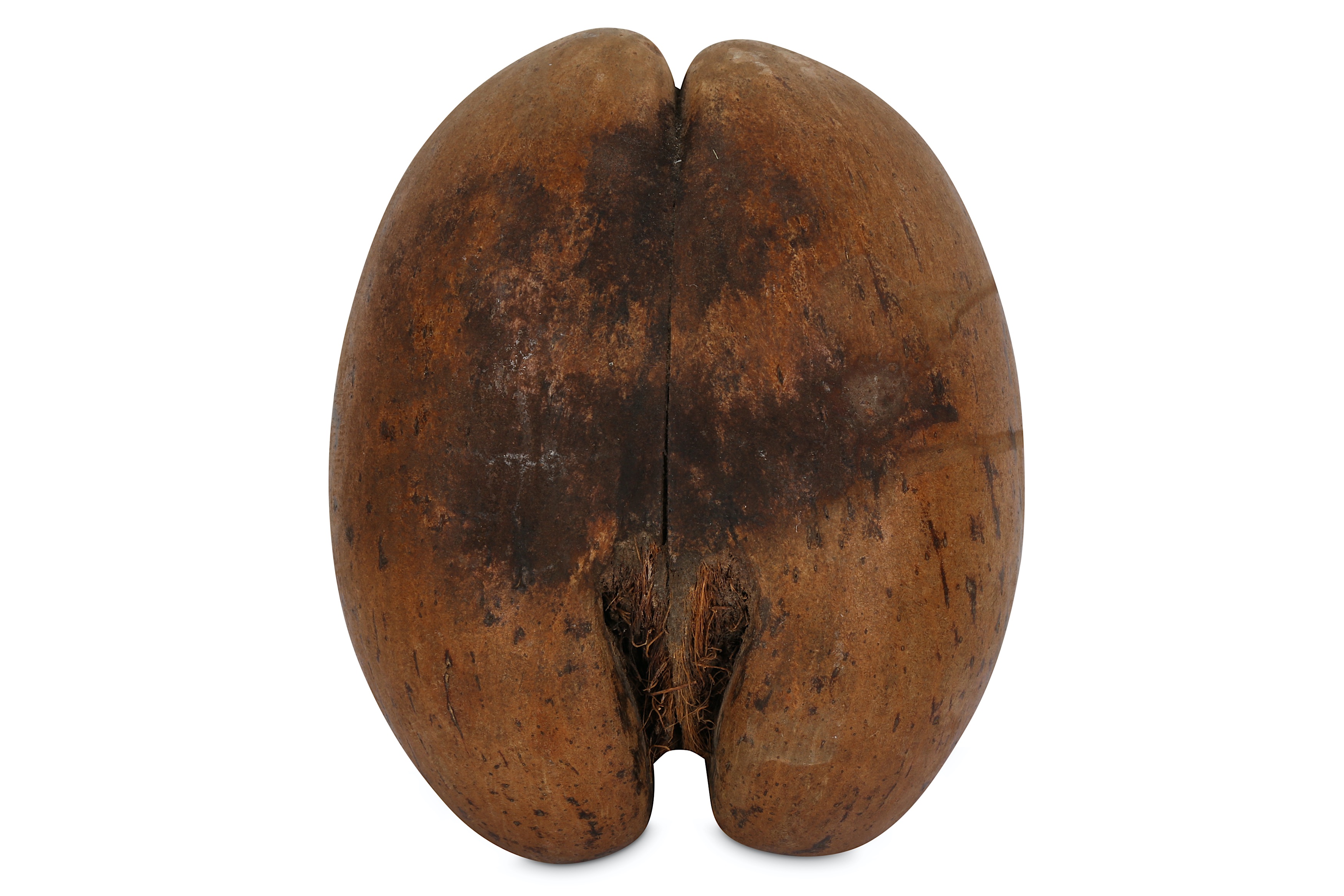 Lot 38 - A POLISHED COCO DE MER NUT (LODOICEA