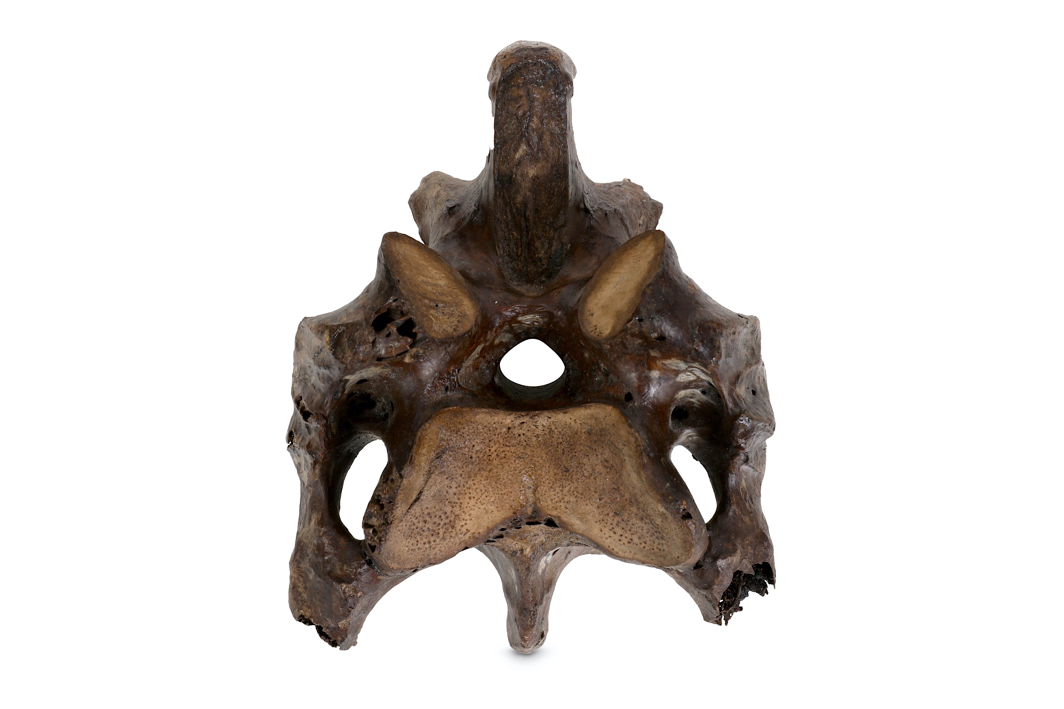 Lot 36 - A RARE SELECTION OF BONES FROM THE EXTINCT