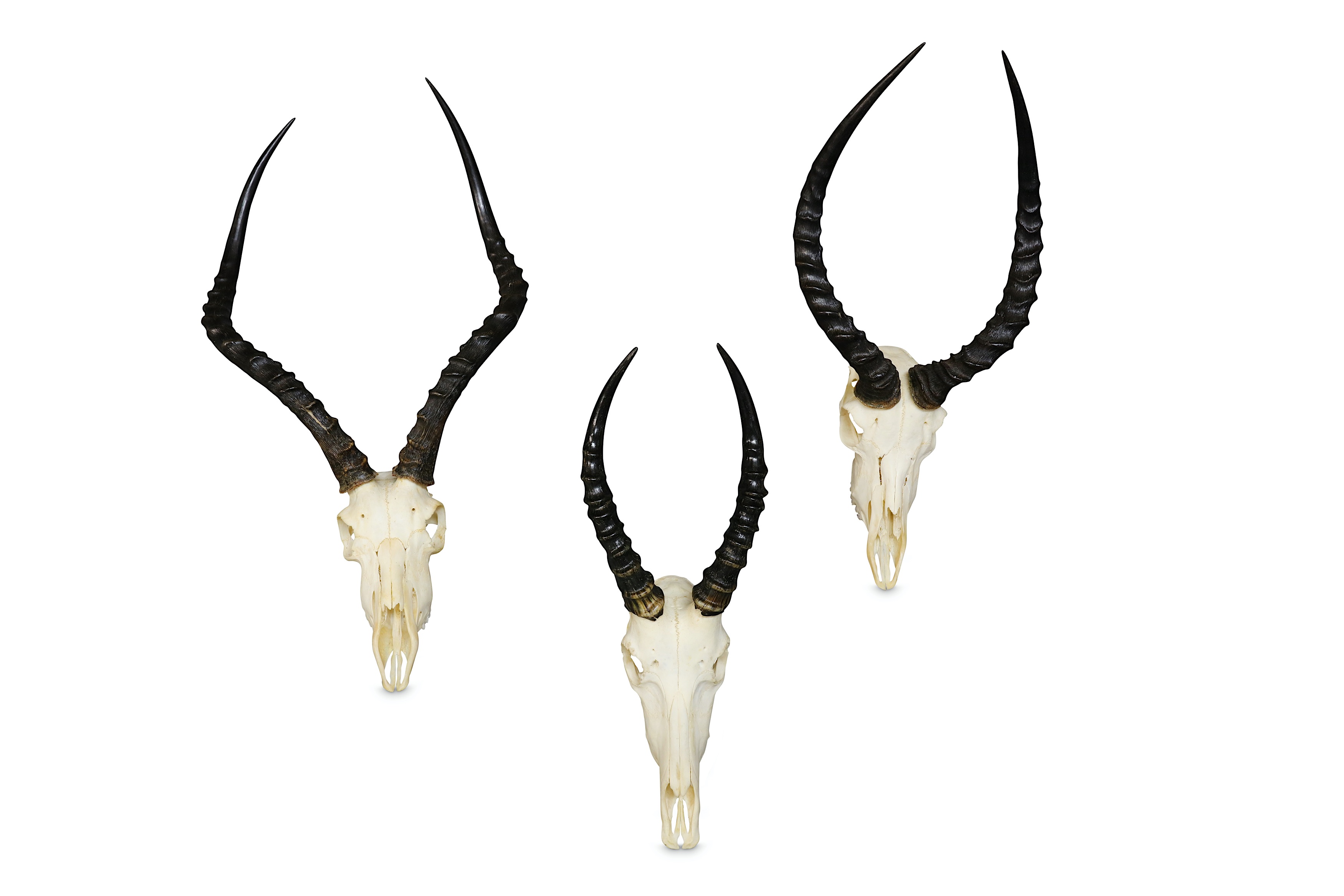 Lot 77 - TWO SETS OF IMPALA HORNS AND SKULLS AND A