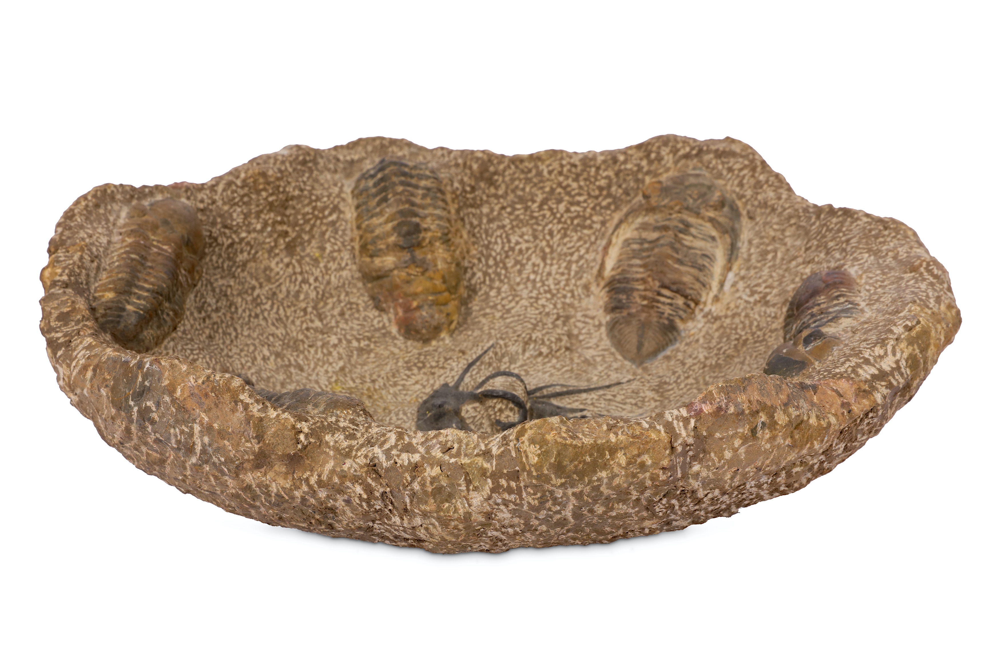 Lot 75 - A TRILOBITE FOSSIL BOWL