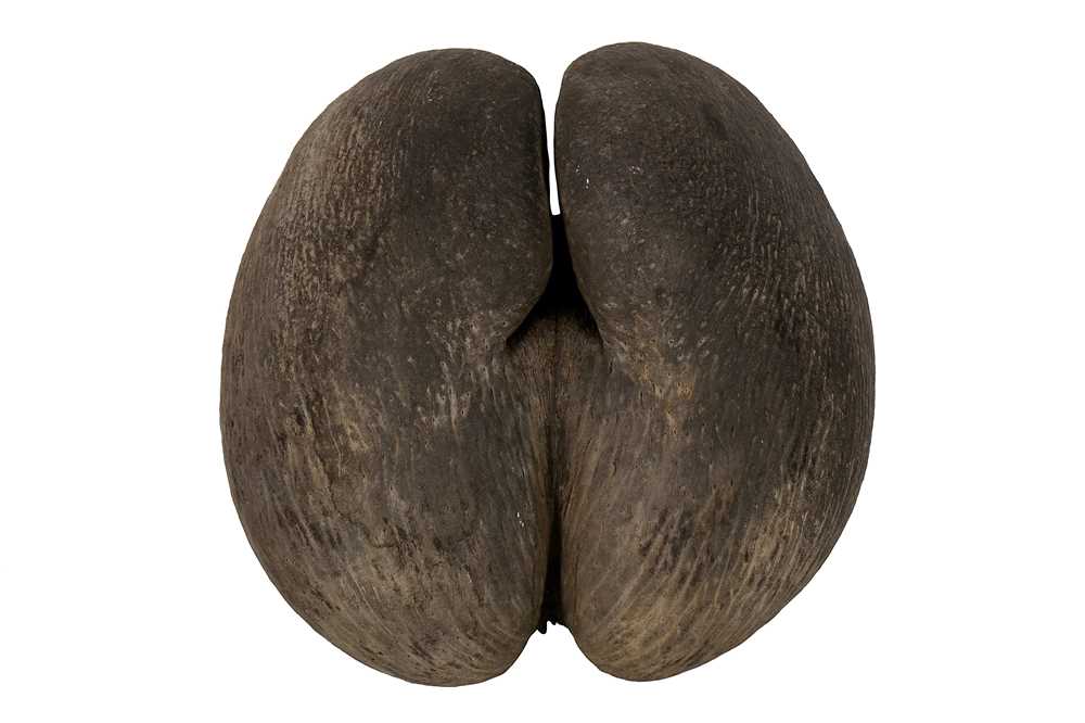 Lot 215 - A large Coco De Mer nut (Lodoicea Maldivica)