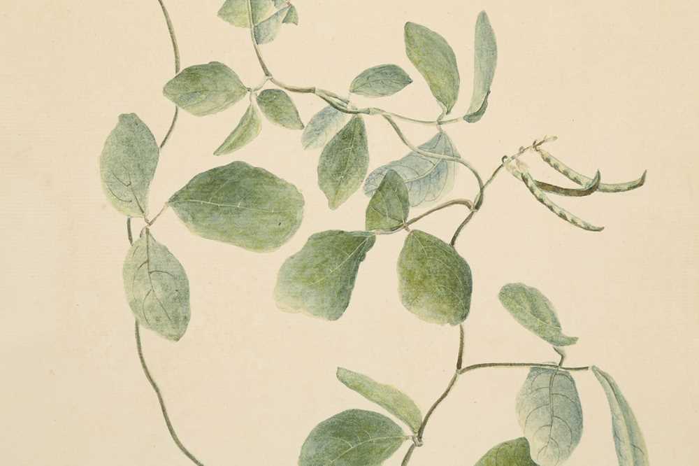 Lot 357 - A BOTANICAL TINTED DRAWING OF A NEELAMBARI