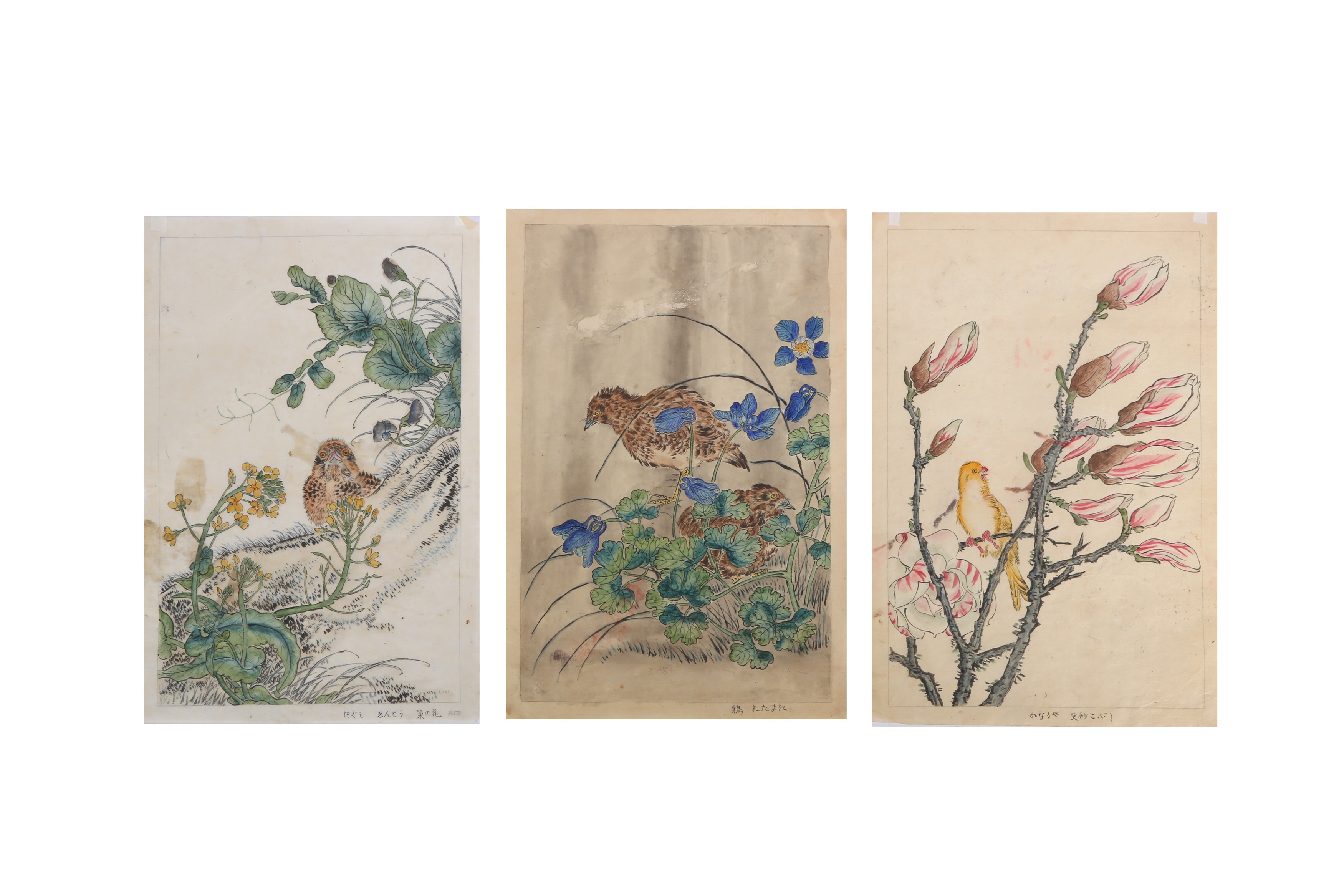 Lot 806 - THREE JAPANESE KACHO-GA.