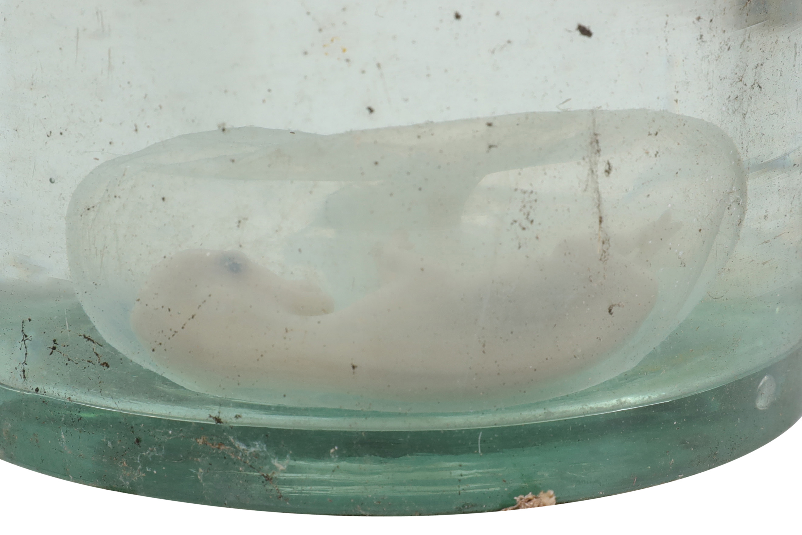 Lot 19 - TAXIDERMY INTEREST: A COLLECTION OF TEN 20TH