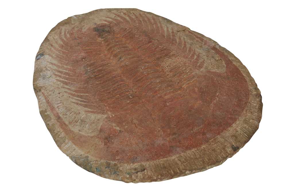 Lot 20 - A LARGE PARADOXIDES TRILOBITE FOSSIL