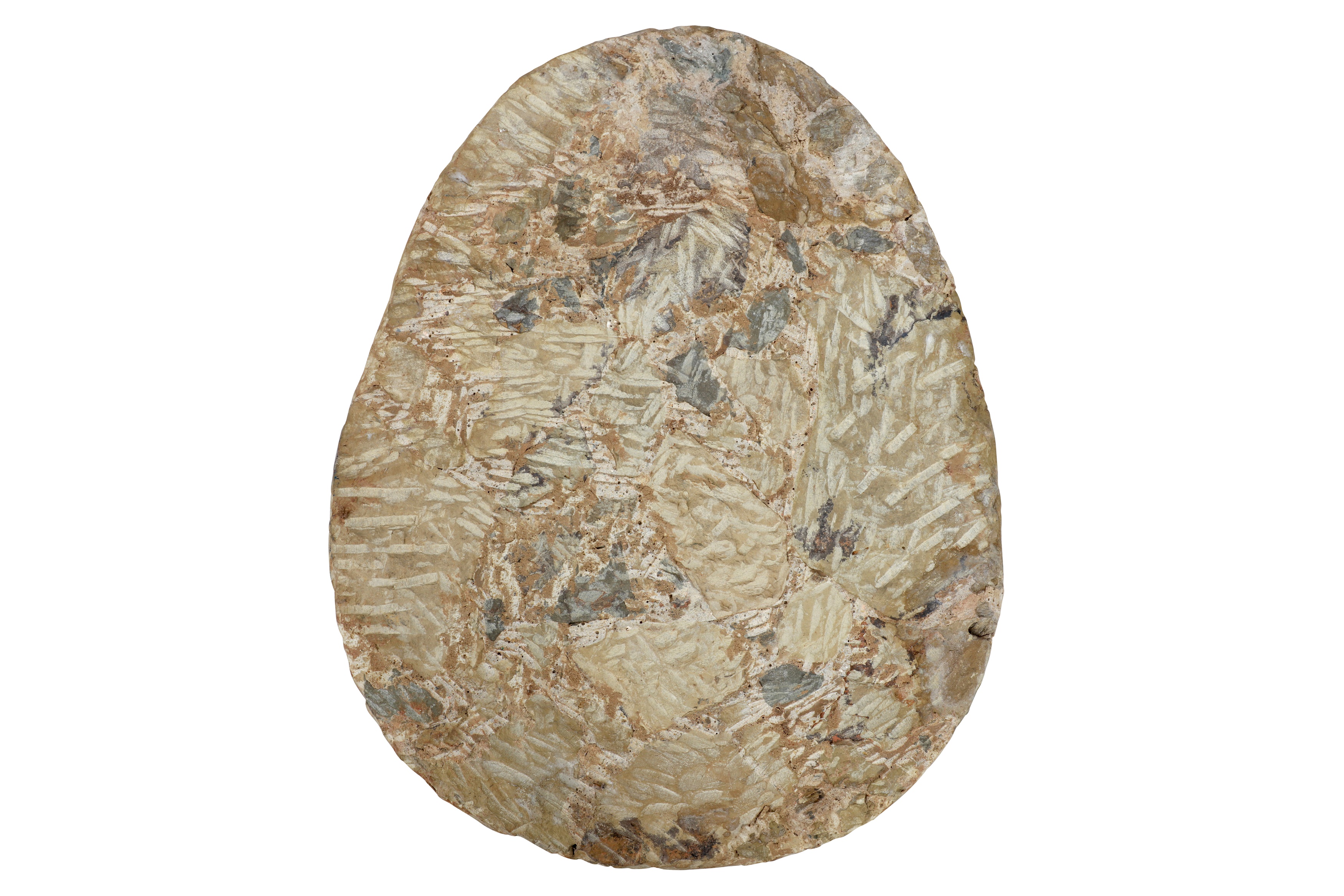 Lot 20 - A LARGE PARADOXIDES TRILOBITE FOSSIL