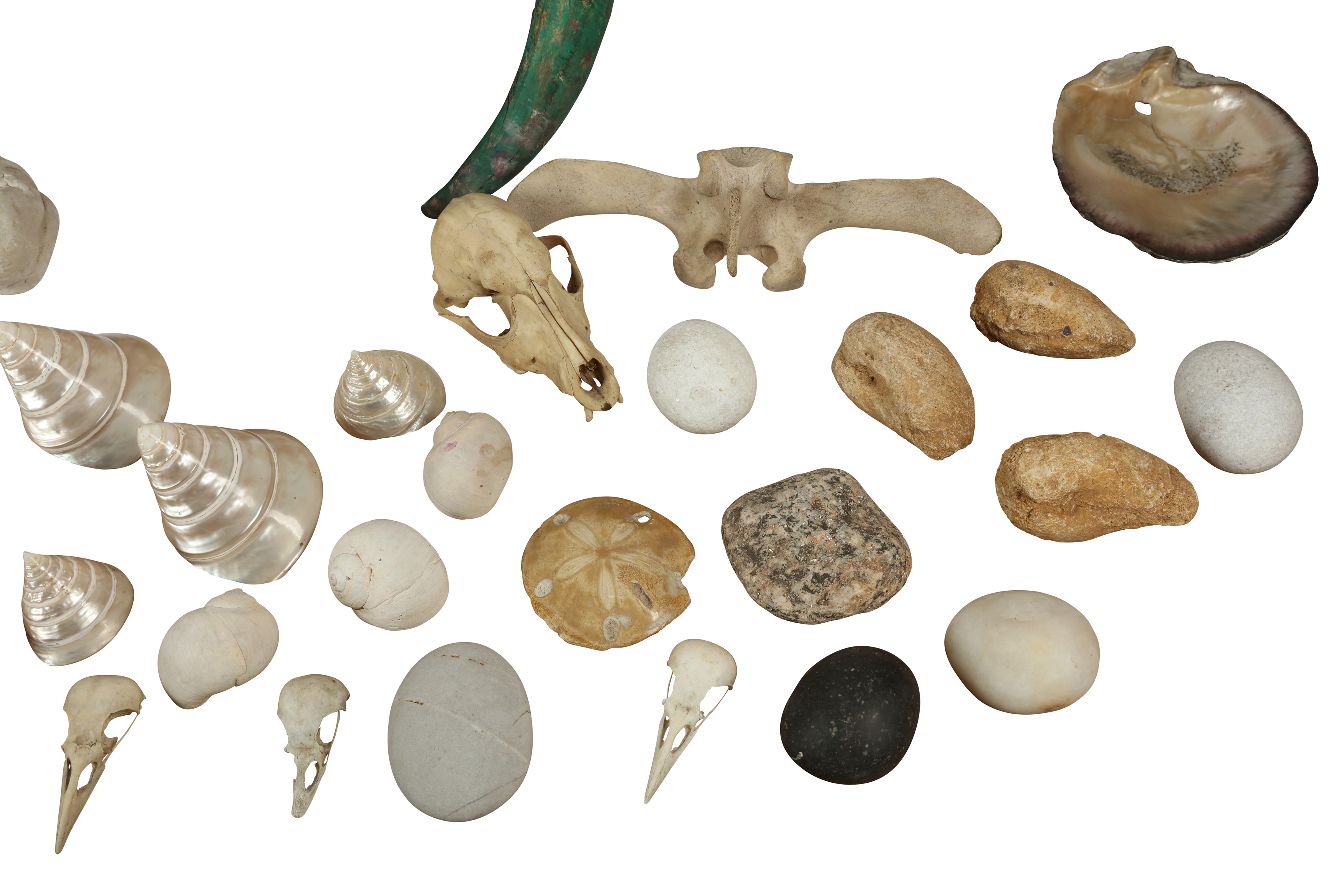 Lot 159 - A COLLECTION OF NATURAL HISTORY SPECIMENS,