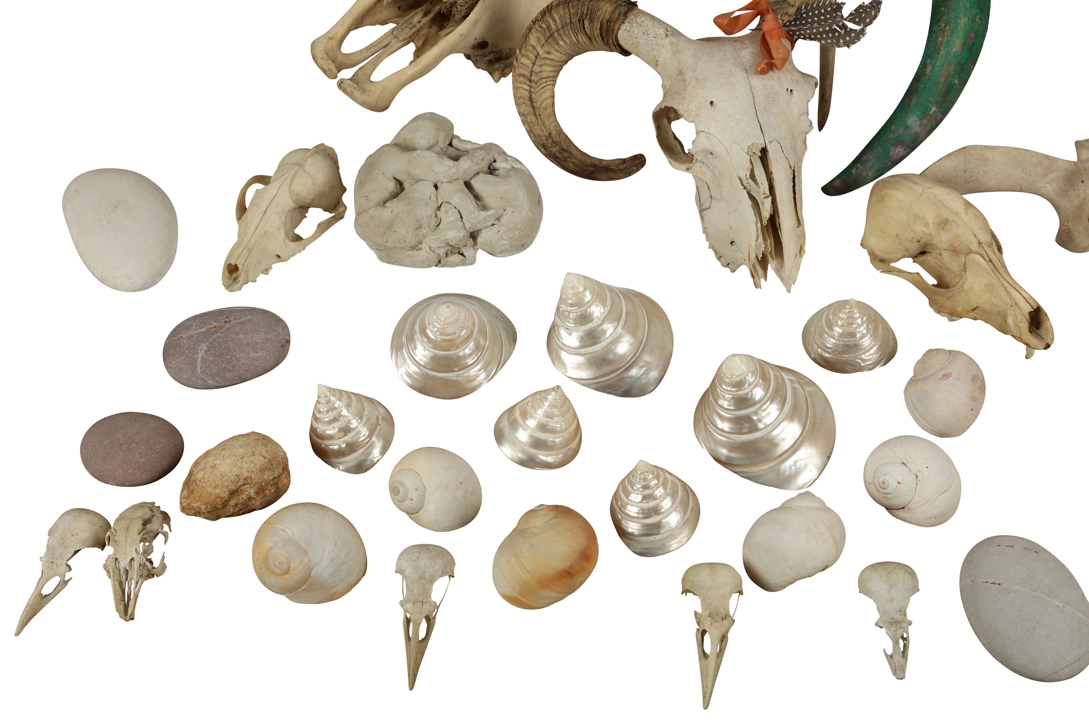 Lot 159 - A COLLECTION OF NATURAL HISTORY SPECIMENS,