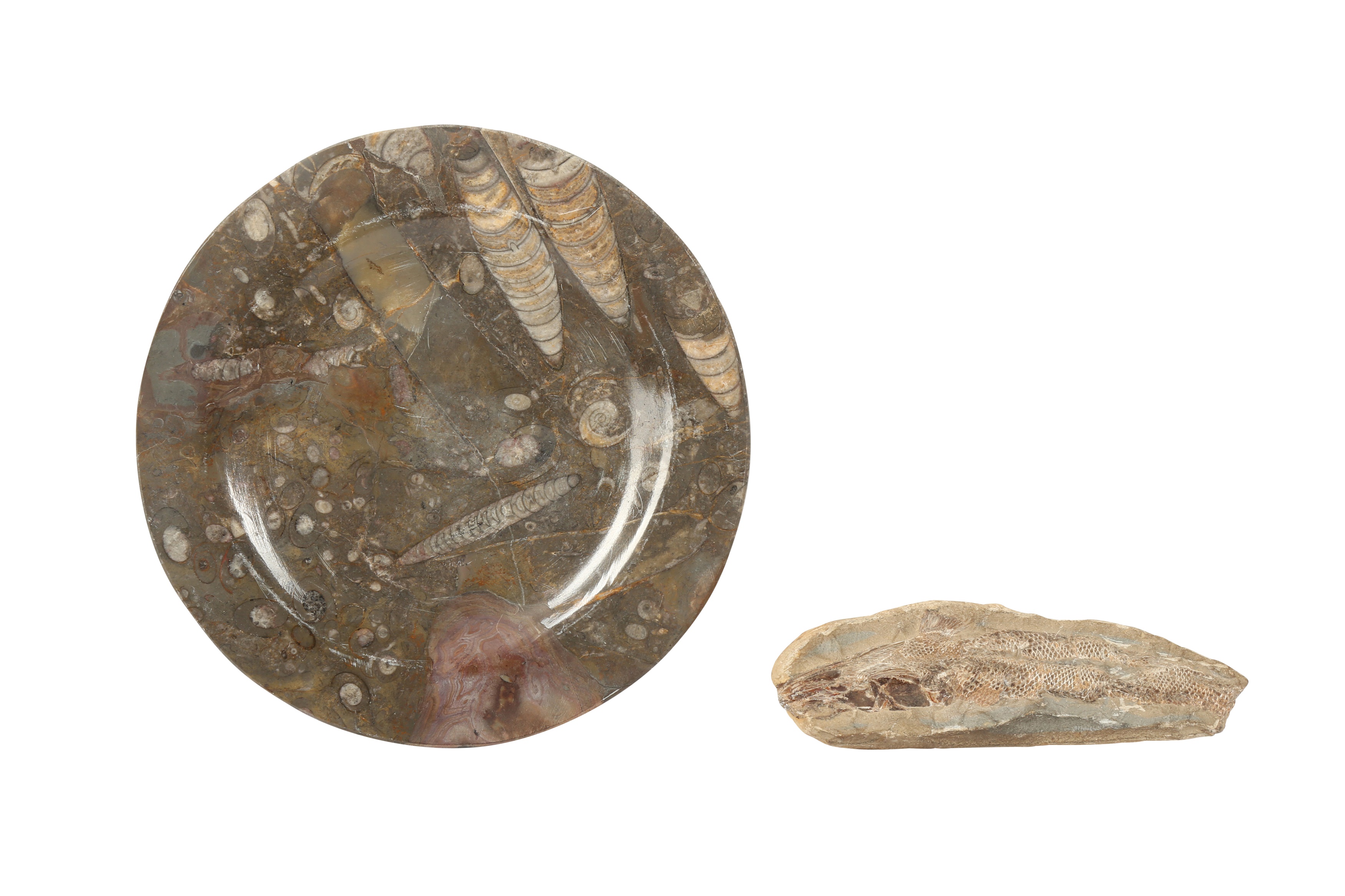 Lot 305 - A FISH FOSSIL TOGETHER WITH A POLISHED