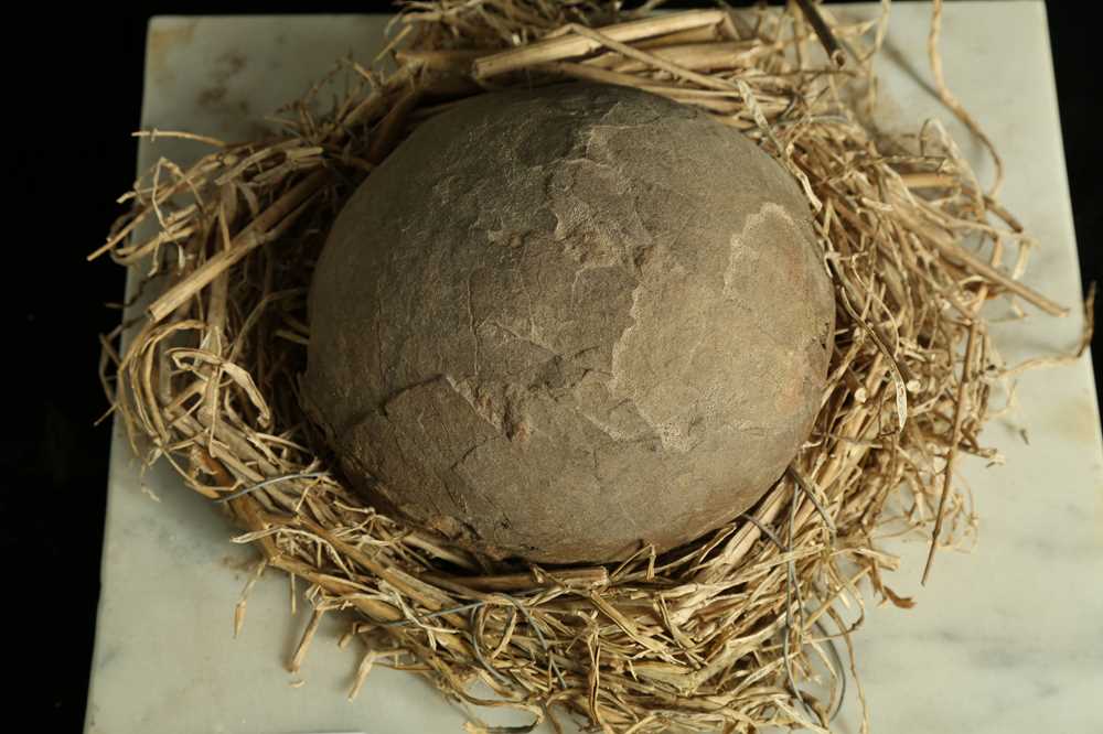 Lot 296 - A SECTION OF FOSSILISED DINOSAUR (SAUROPOD)