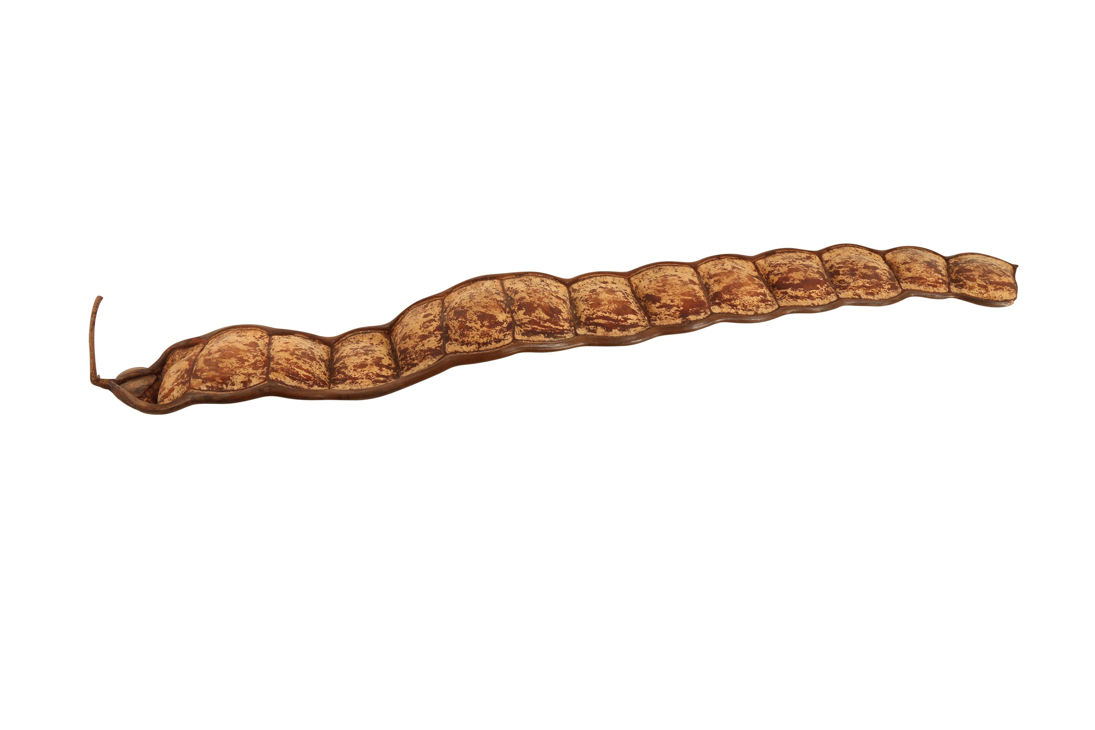 Lot 19 - THE WORLD'S LARGEST BEAN POD, 'JACK'S BEAN'