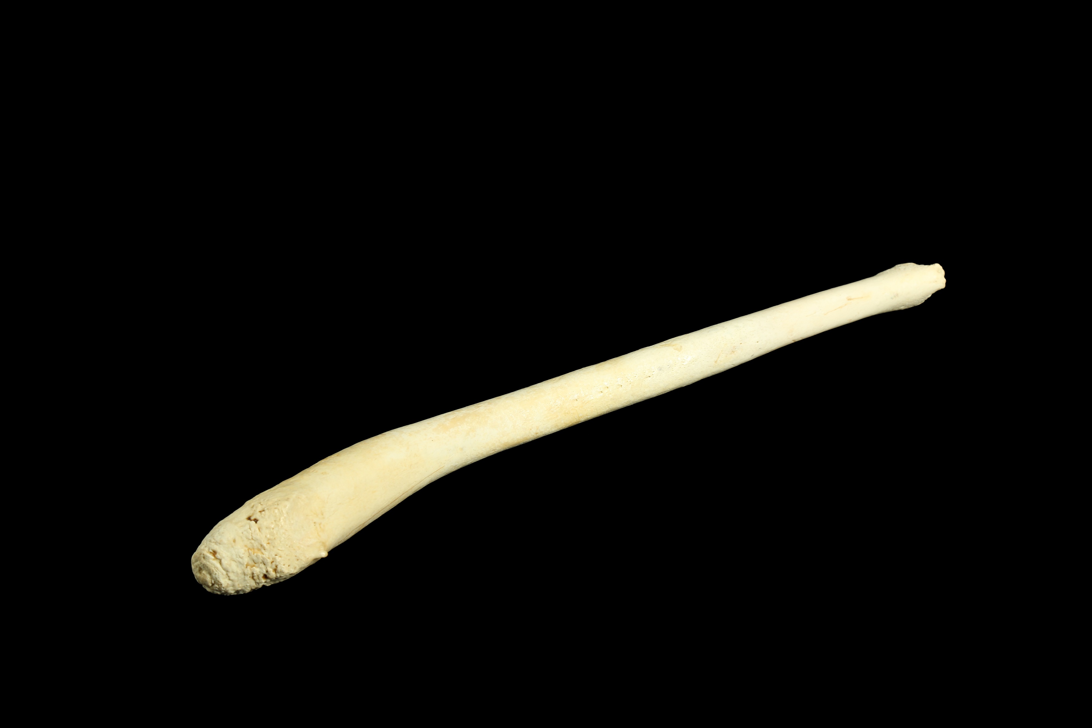 Lot 130 - A WALRUS BACULUM (PENIS BONE) POSSIBLY AN