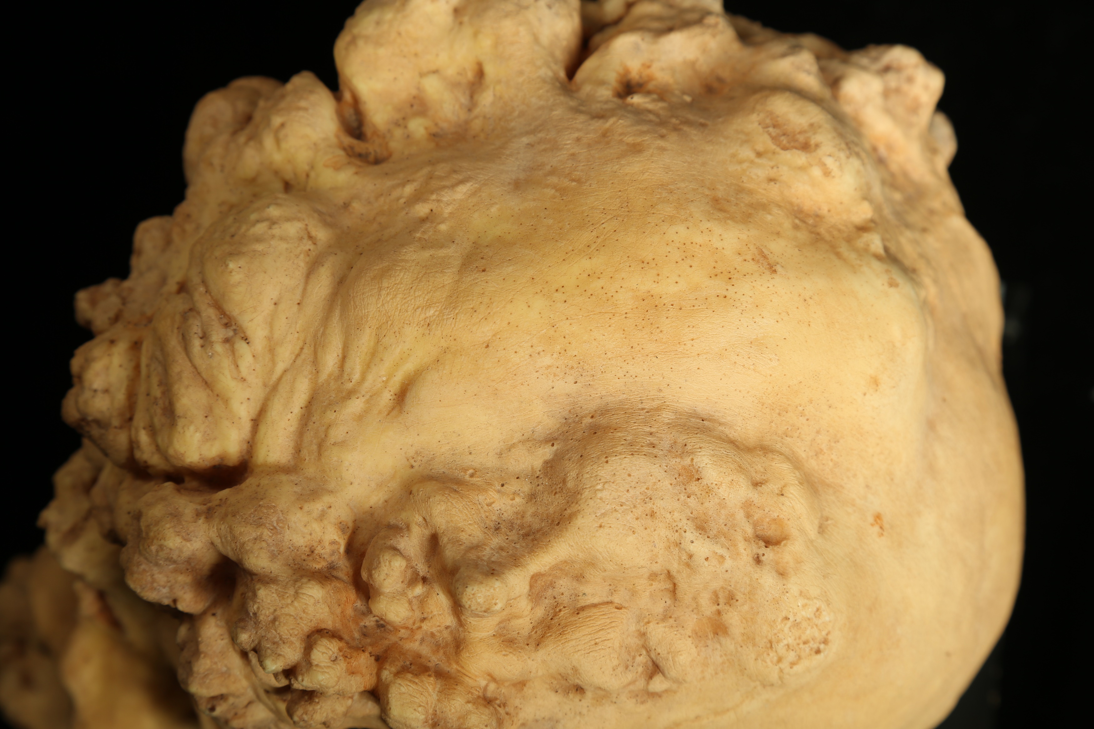 Lot 109 - A RESIN MODEL OF THE SKULL OF THE ELEPHANT