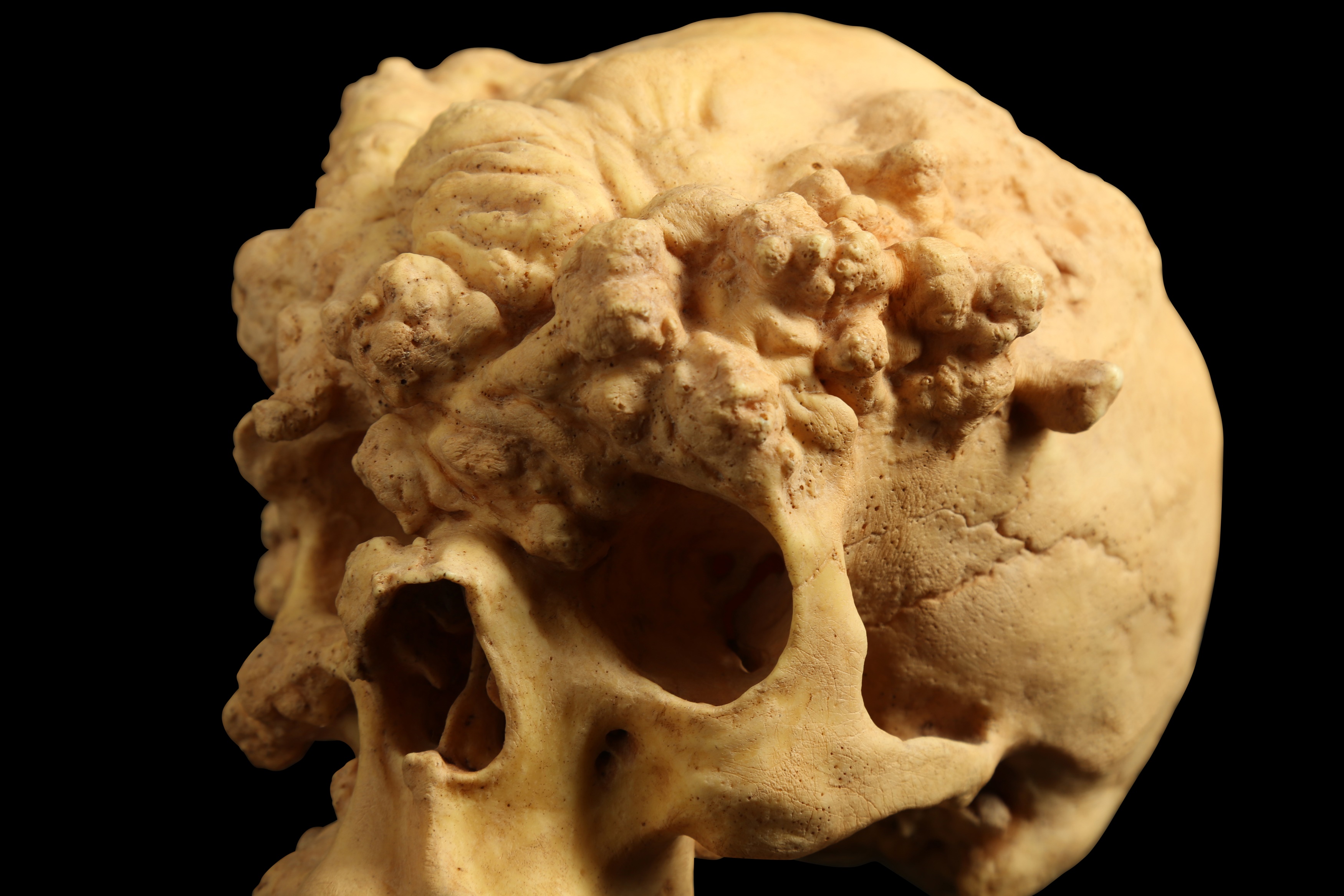 Lot 109 - A RESIN MODEL OF THE SKULL OF THE ELEPHANT