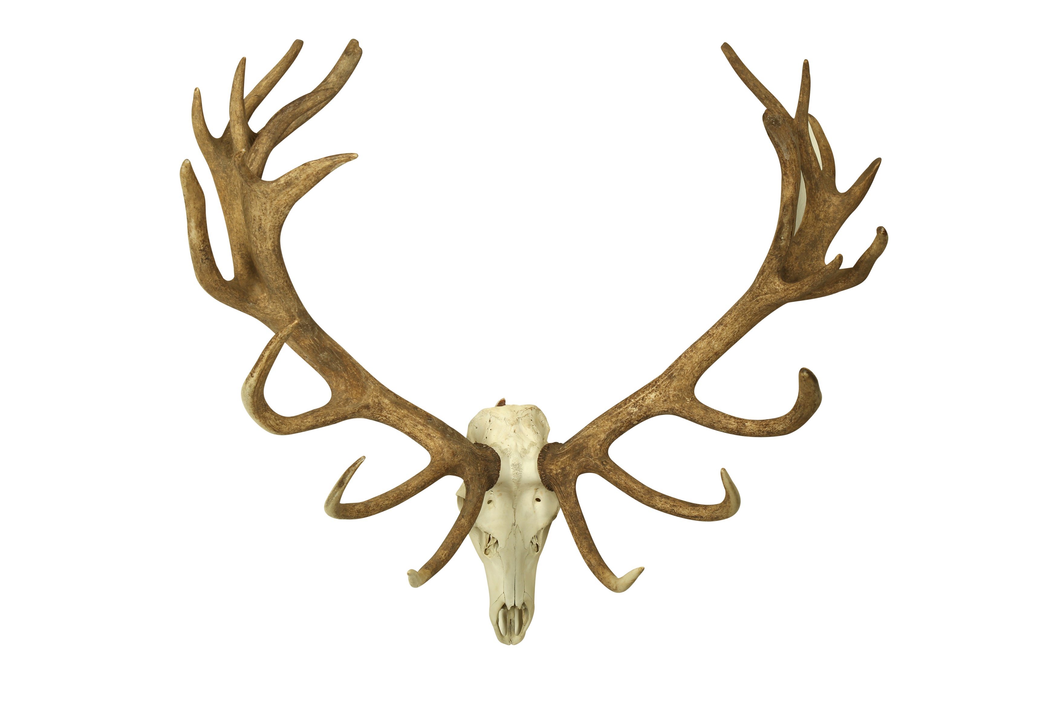 Lot 218 - A LARGE 22 POINT ENGLISH STAG ANTLERS AND