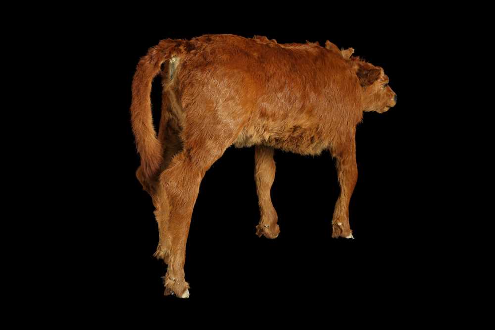 Lot 100 - A TAXIDERMY TWO HEADED CALF BY SIMON 'THE