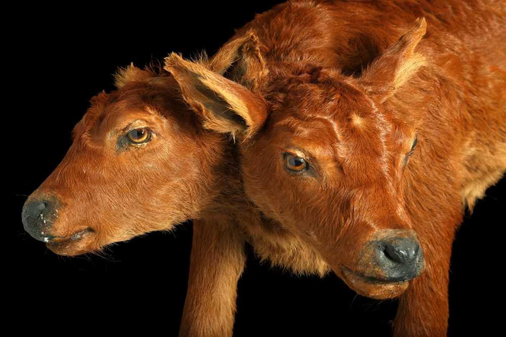 Lot 100 - A TAXIDERMY TWO HEADED CALF BY SIMON 'THE