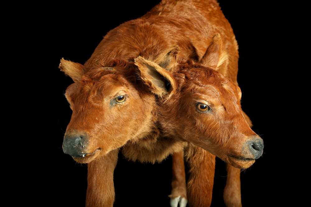 Lot 100 - A TAXIDERMY TWO HEADED CALF BY SIMON 'THE