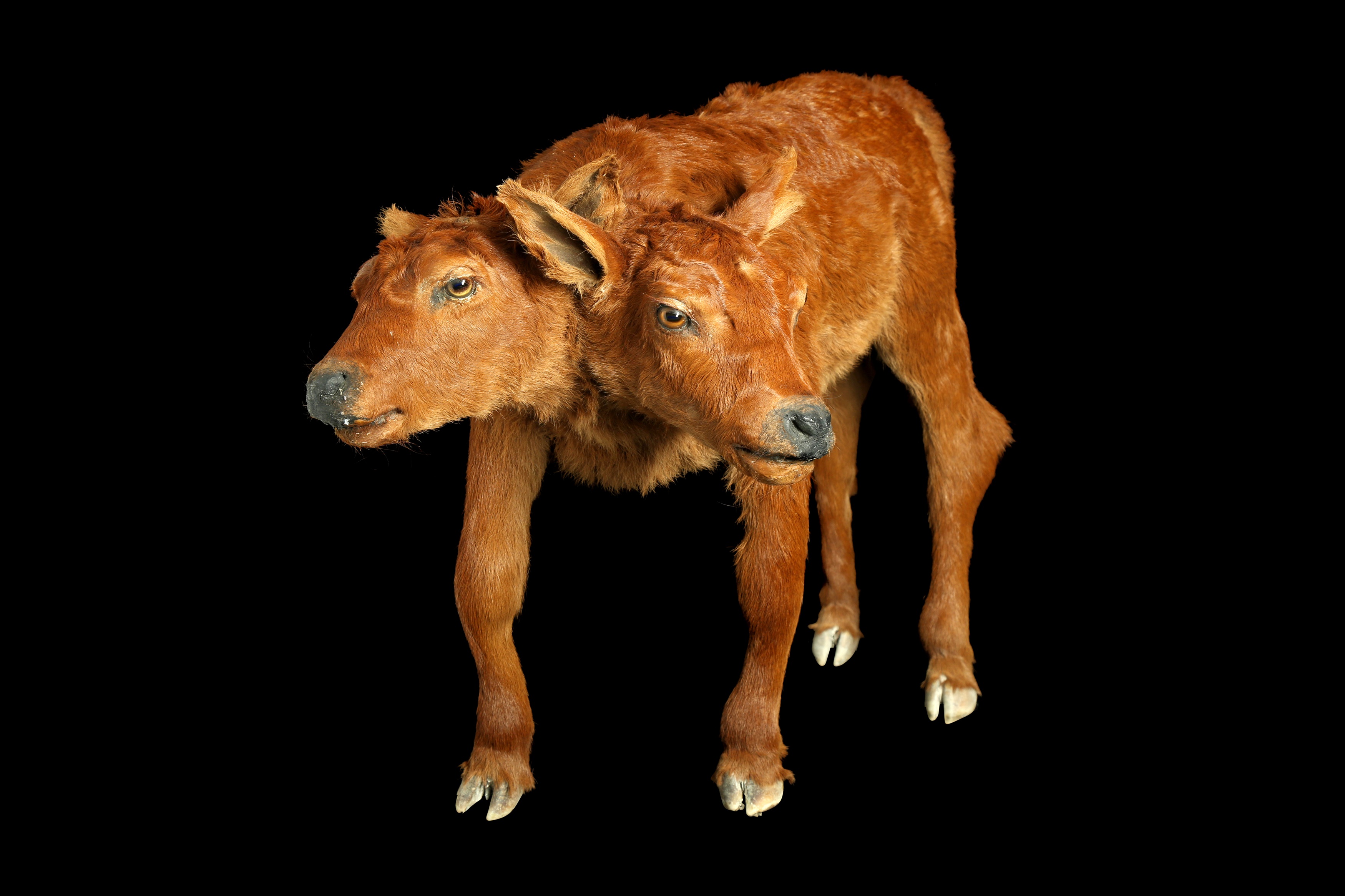 Lot 100 - A TAXIDERMY TWO HEADED CALF BY SIMON 'THE