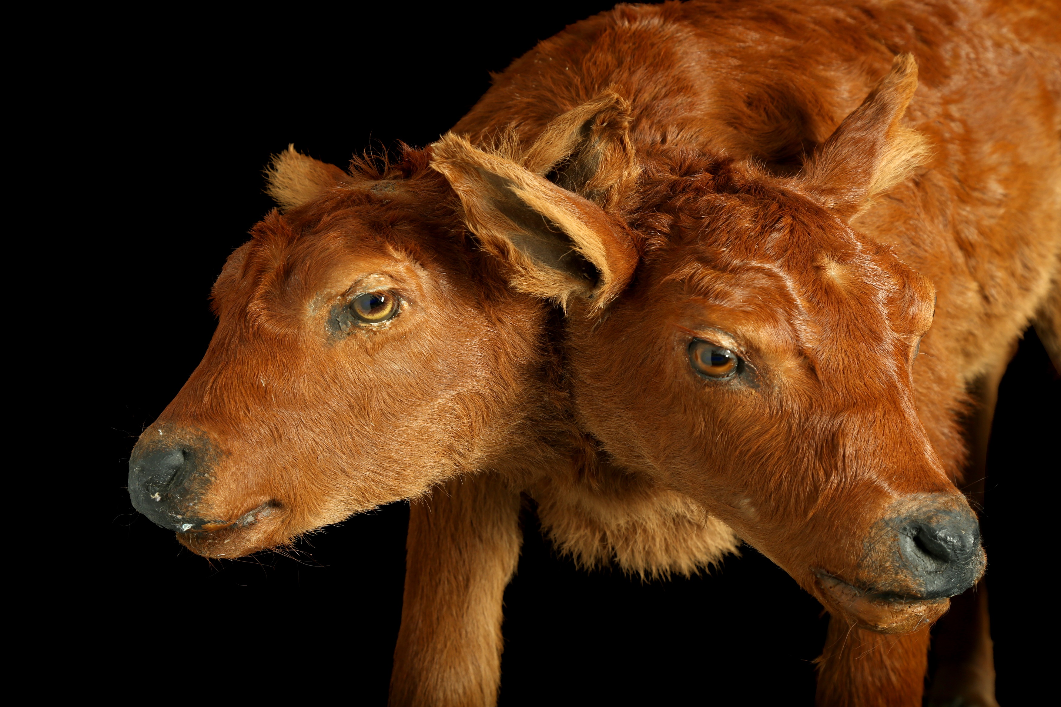 Lot 100 - A TAXIDERMY TWO HEADED CALF BY SIMON 'THE