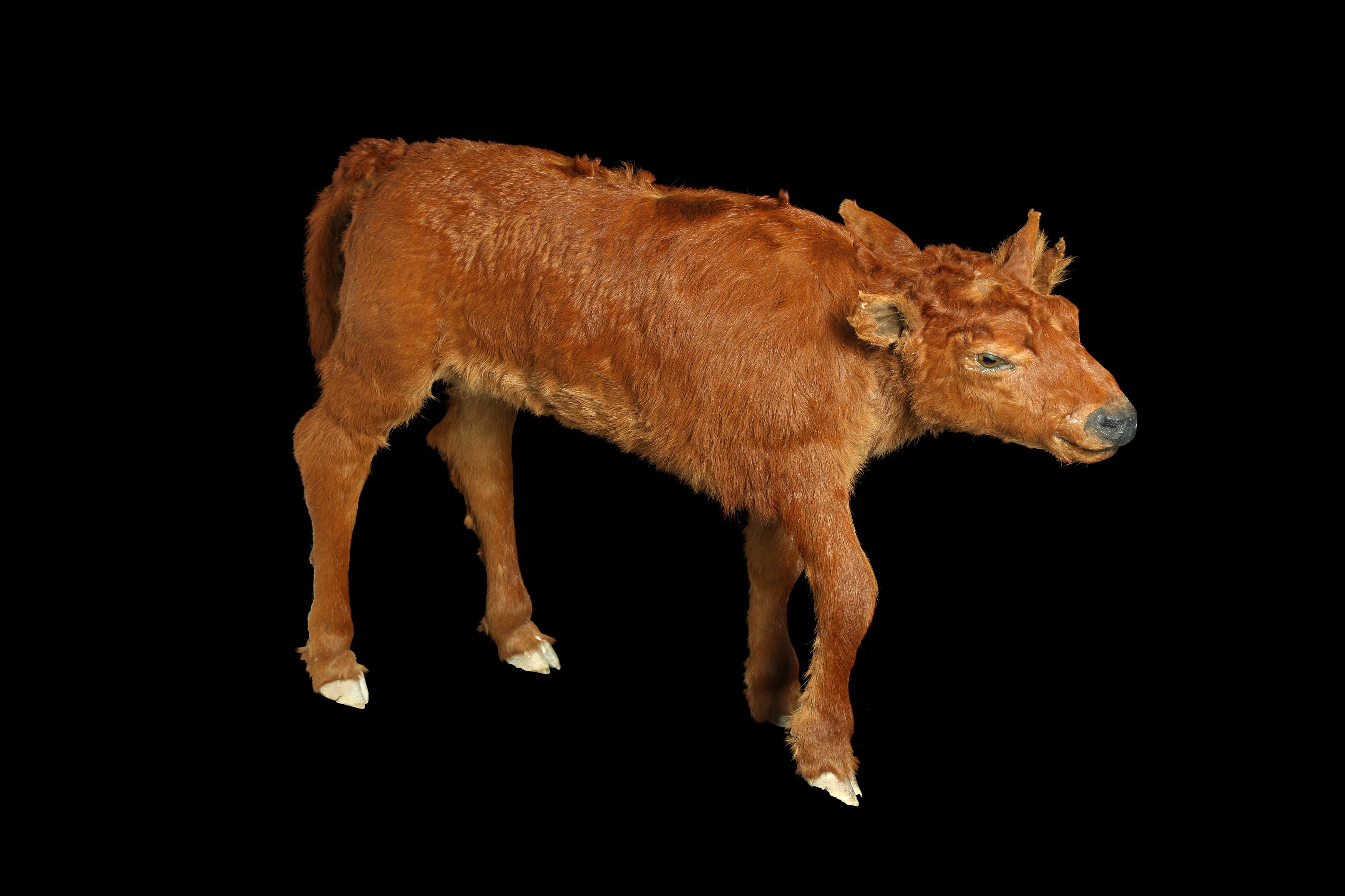 Lot 100 - A TAXIDERMY TWO HEADED CALF BY SIMON 'THE