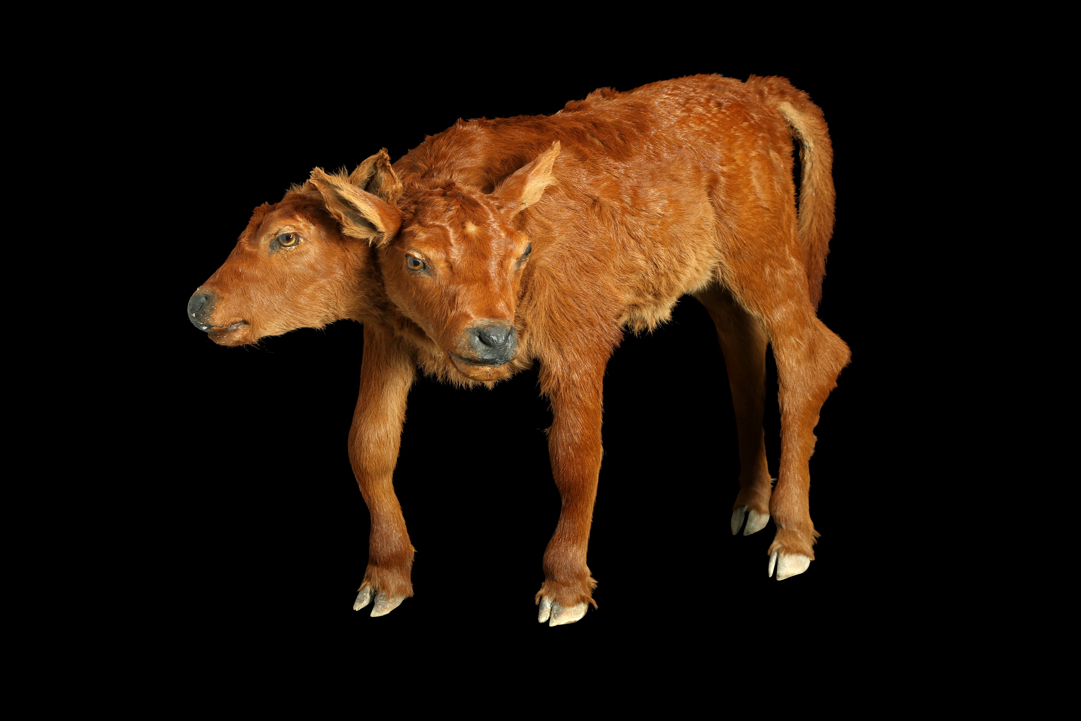Lot 100 - A TAXIDERMY TWO HEADED CALF BY SIMON 'THE