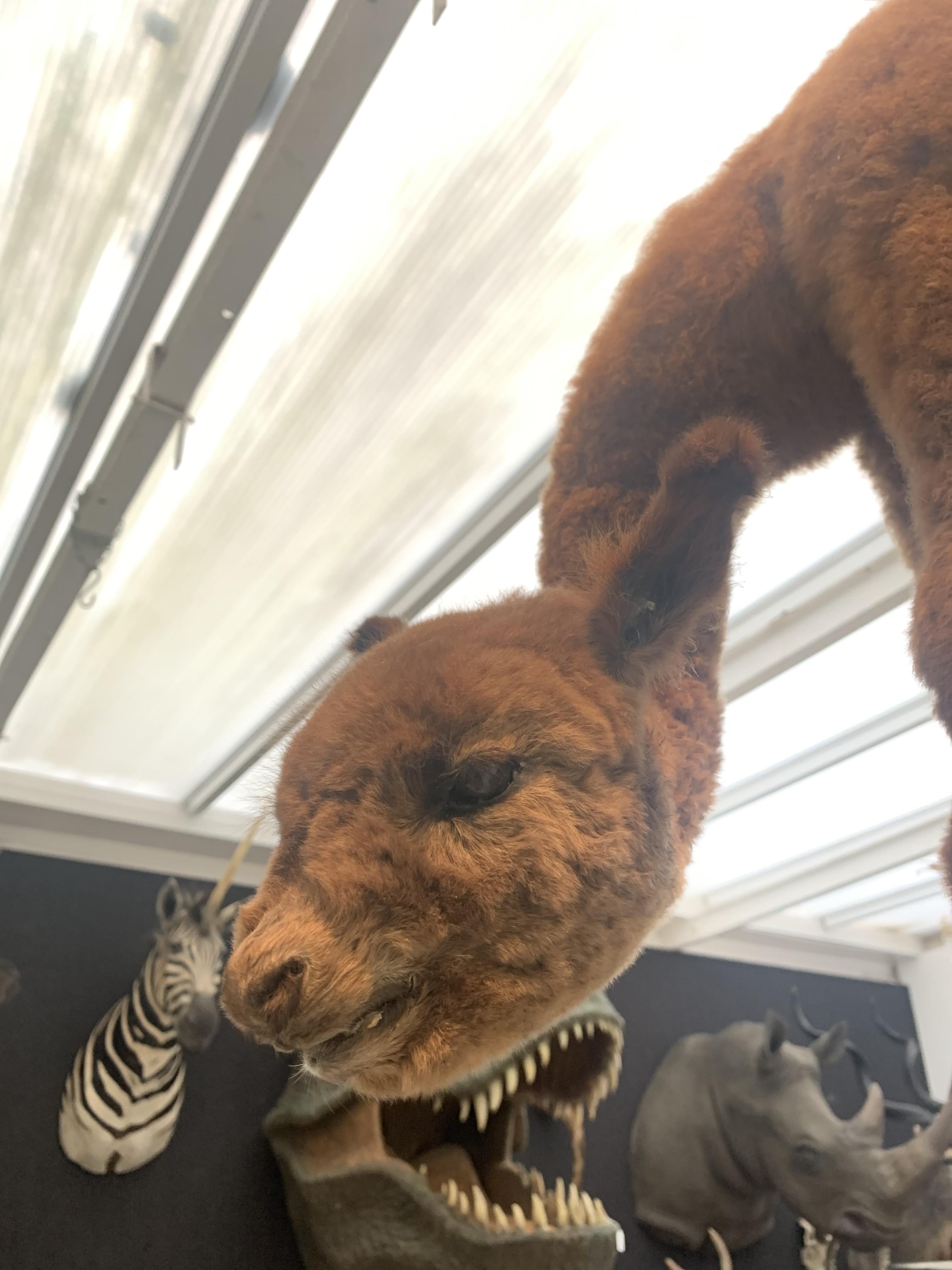 Lot 99 - A FLOATING BABY ALPACA BY SIMON 'THE STUFFA'