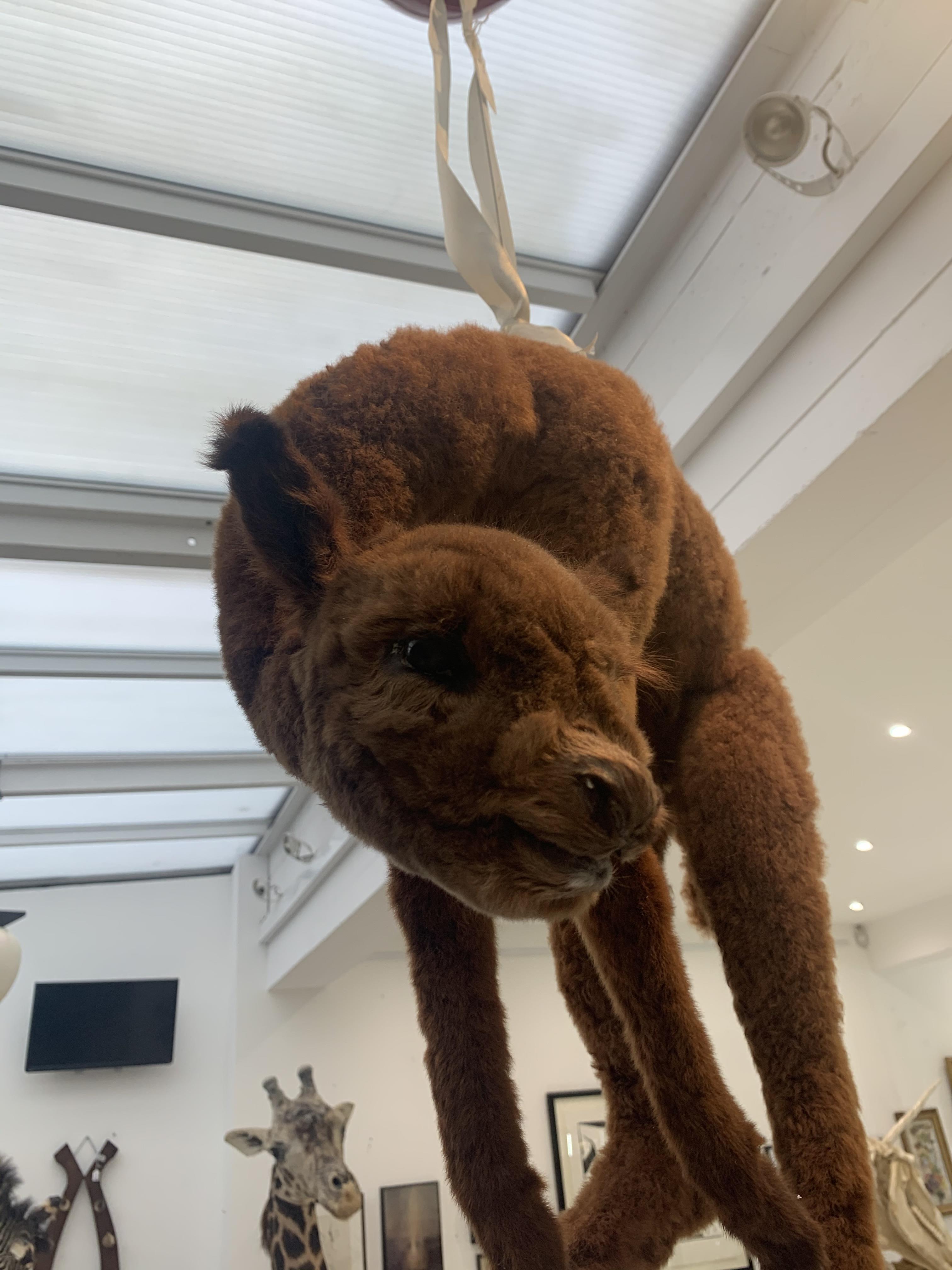 Lot 99 - A FLOATING BABY ALPACA BY SIMON 'THE STUFFA'
