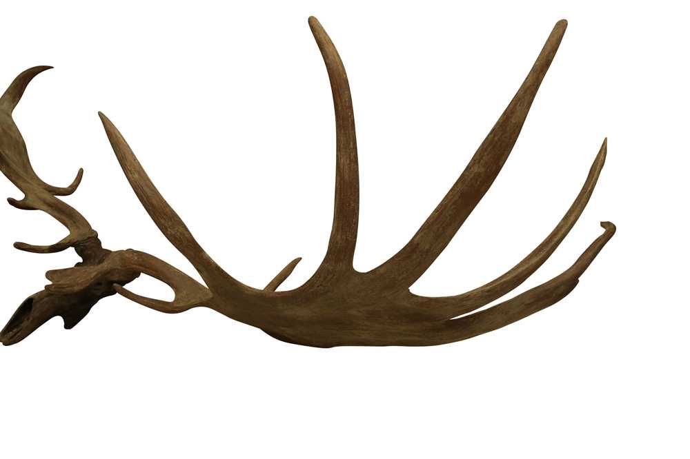 Lot 104 - A REPLICA SET OF MASSIVE IRISH ELK