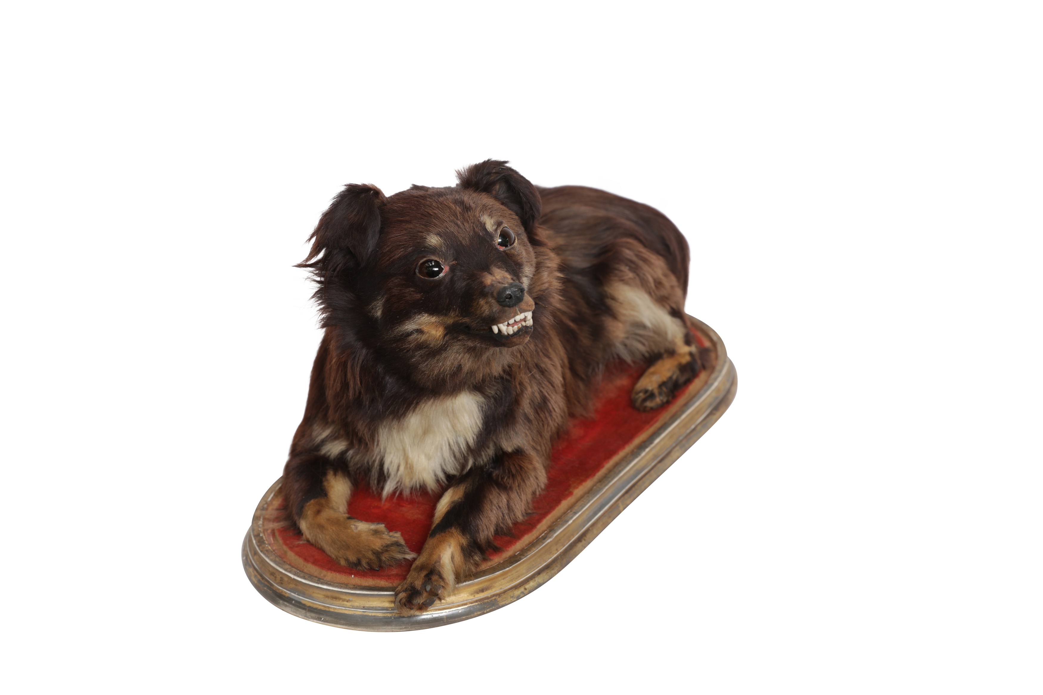 Lot 143 - TAXIDERMY: VICTORIAN DOMESTIC DOG ON GILT