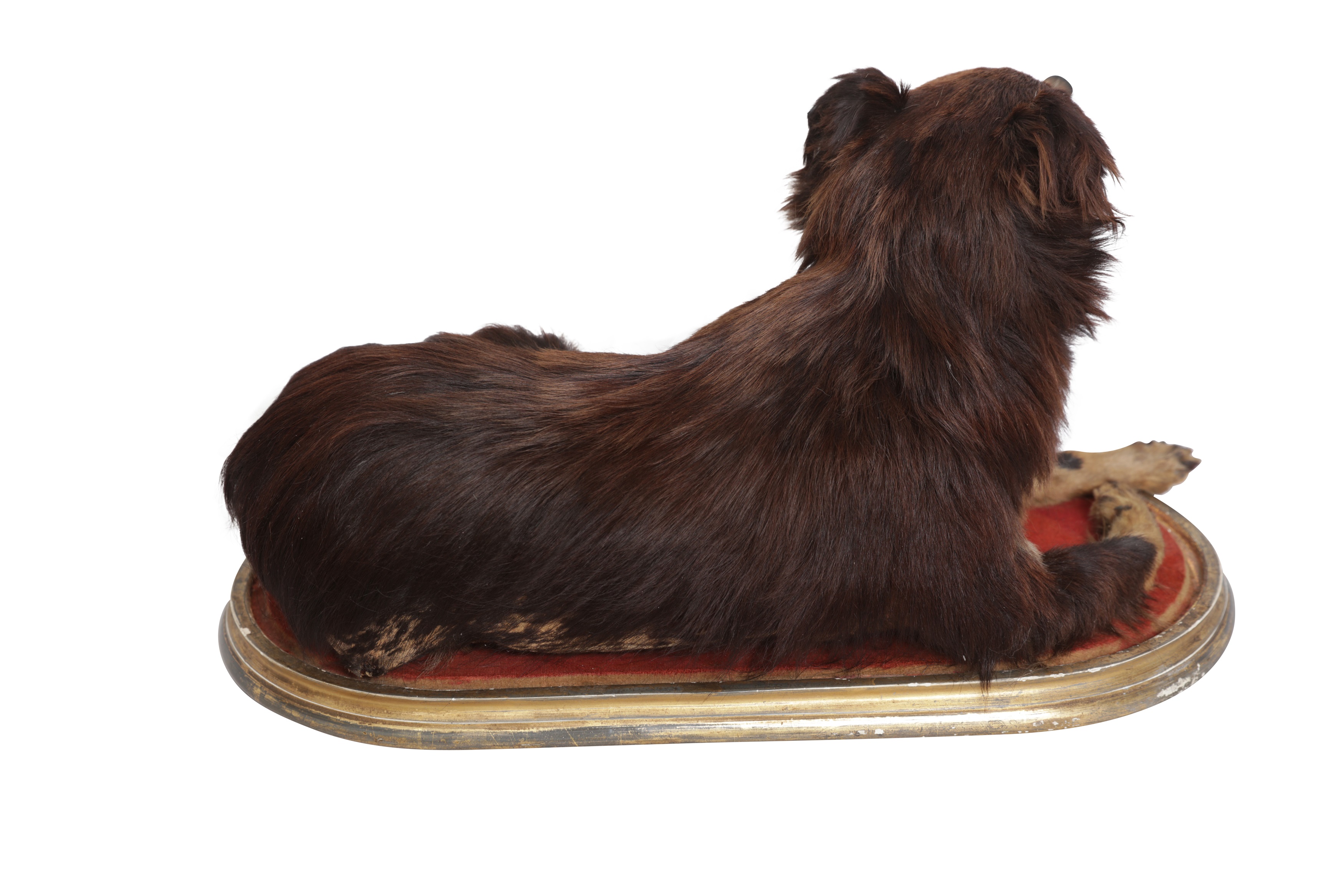 Lot 143 - TAXIDERMY: VICTORIAN DOMESTIC DOG ON GILT