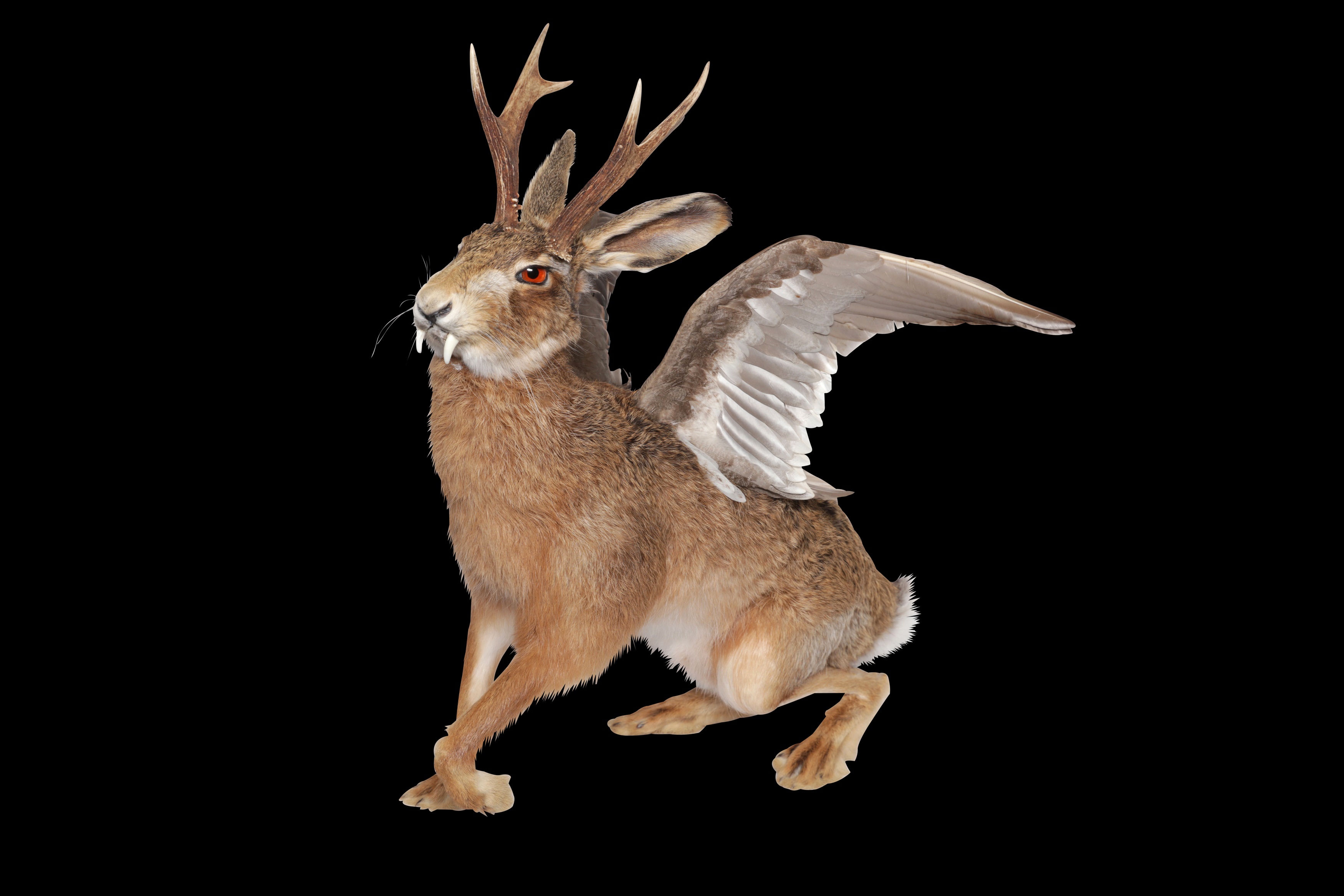 Lot 141 - TAXIDERMY: ‘WOLPERTINGER’