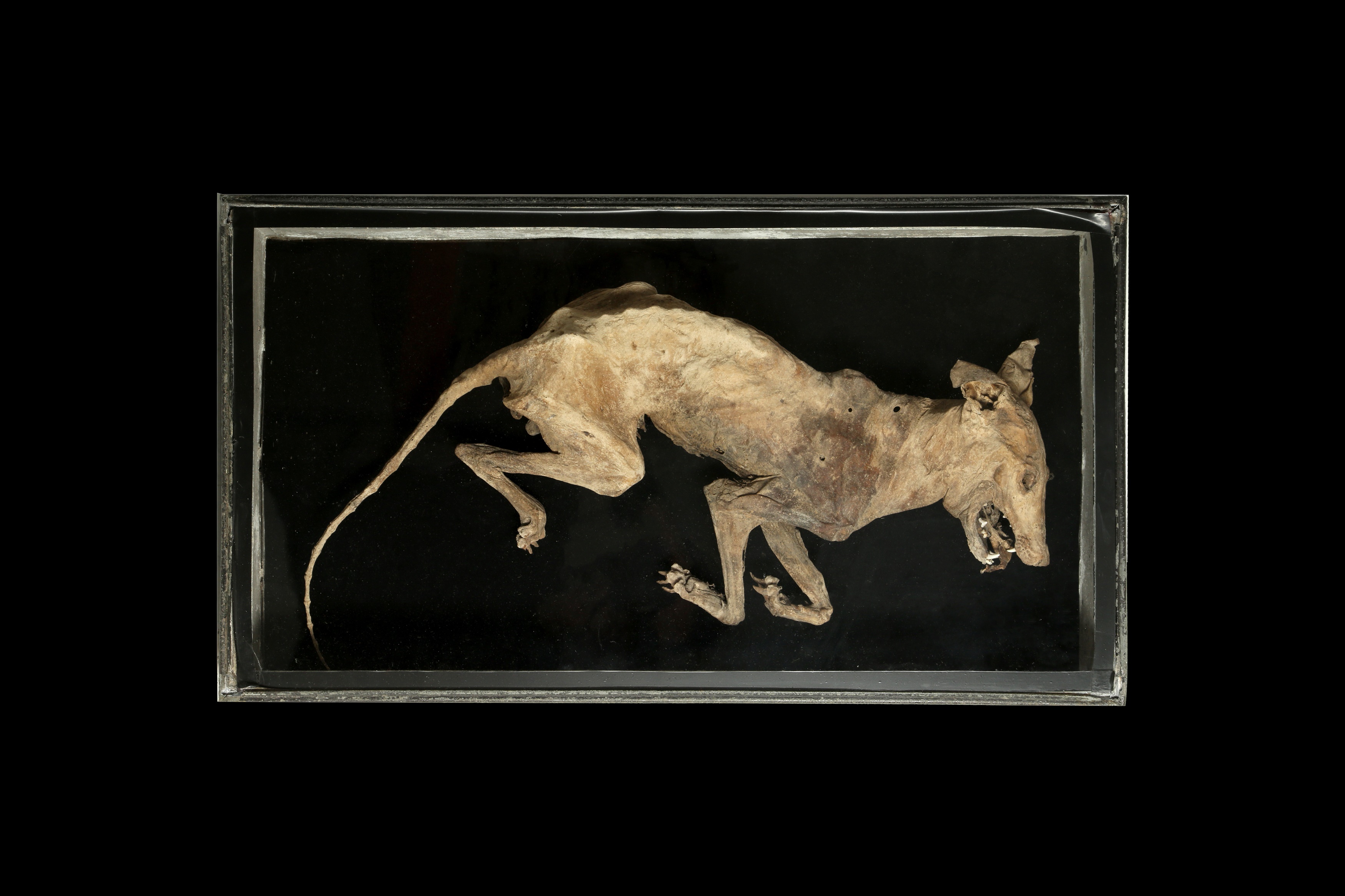 Lot 159 - AN UNUSUAL MUMMIFIED DOG, DISPLAYED IN METAL