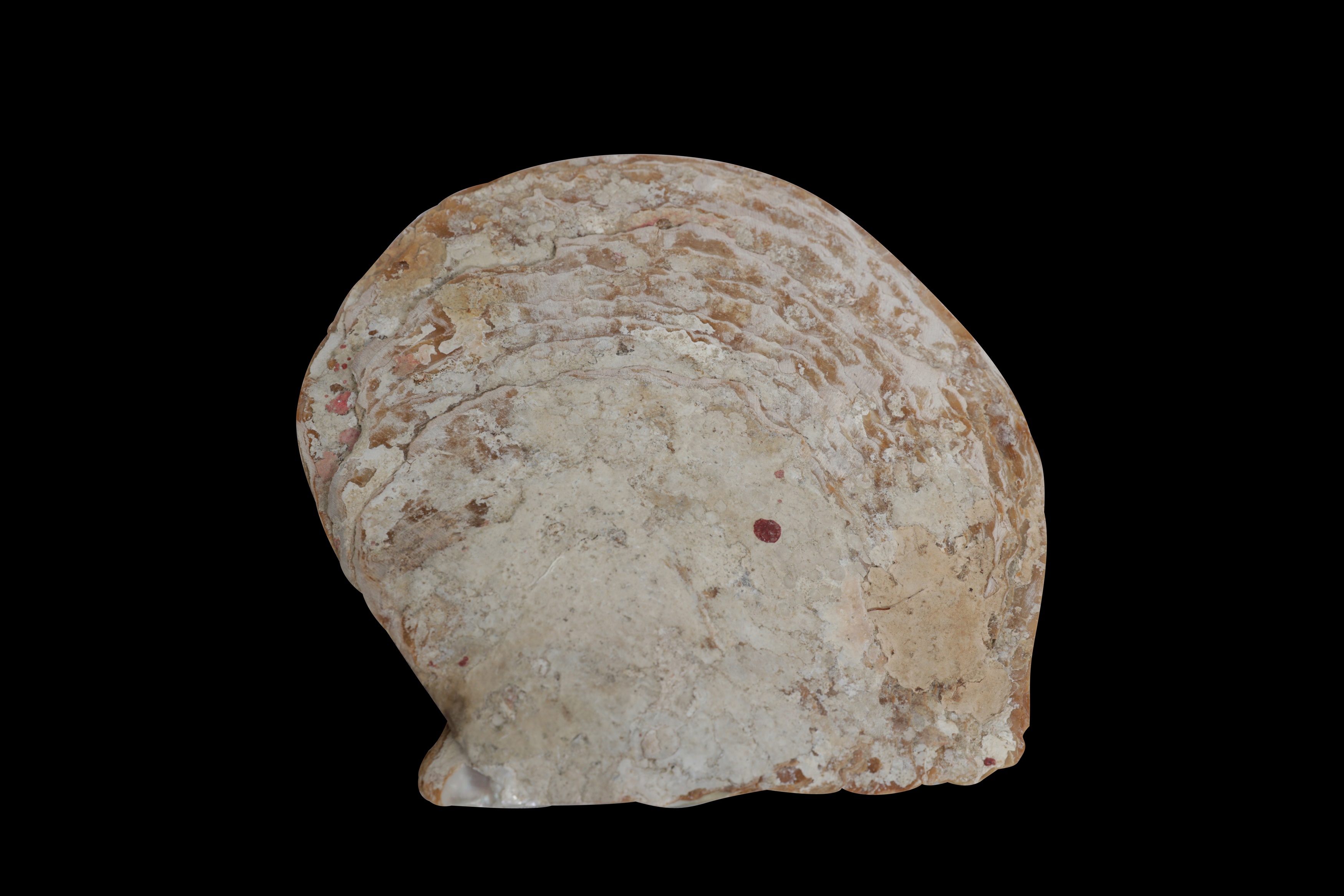 Lot 114 - HAND-CARVED BLACK-LIP OYSTER (PINCTADA