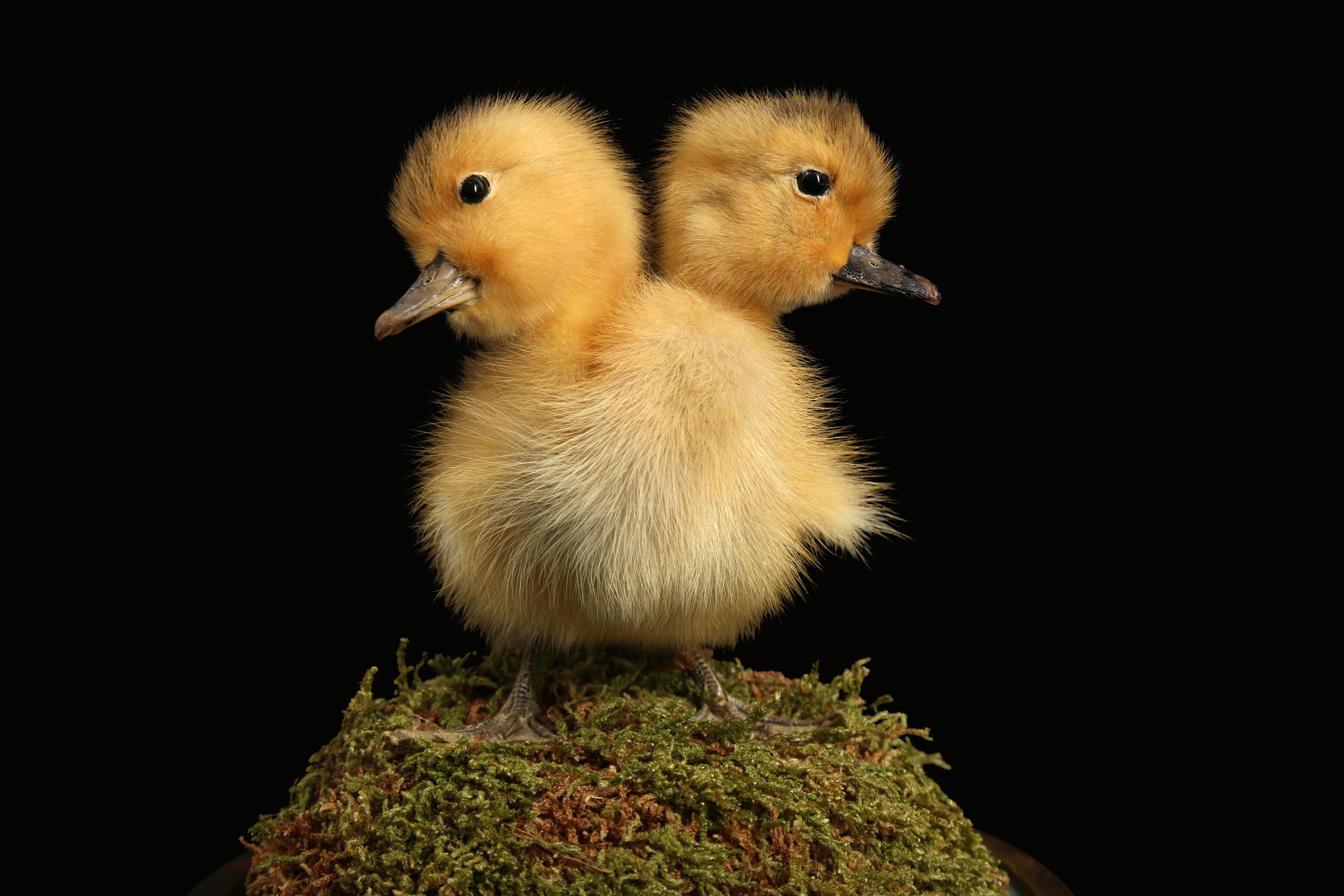 Lot 160 - TAXIDERMY: FREAK ‘TWO-HEADED DUCKLING’ GAFF