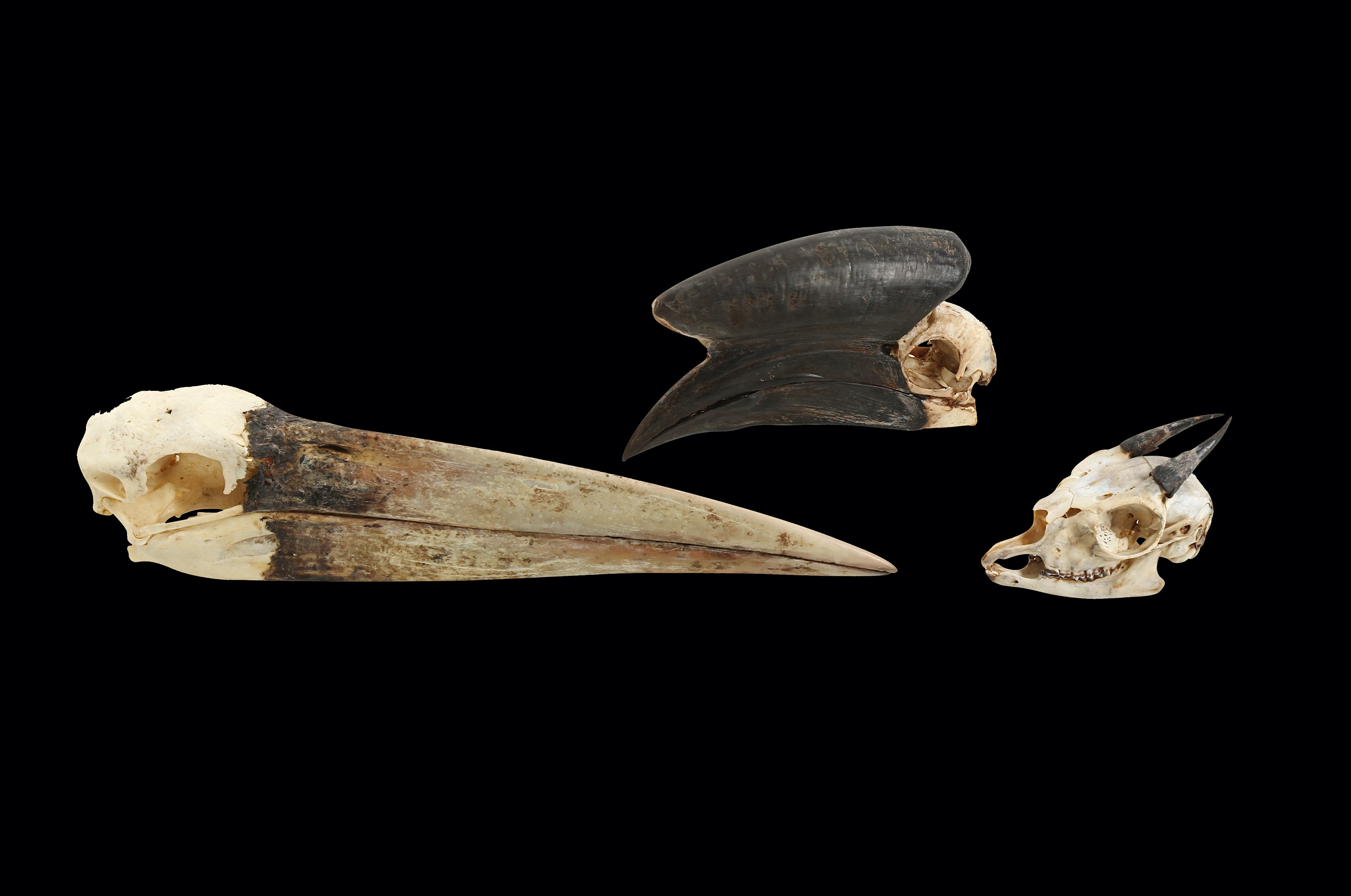 Lot 158 NATURAL HISTORY THREE VARIOUS BIRD SKULLS