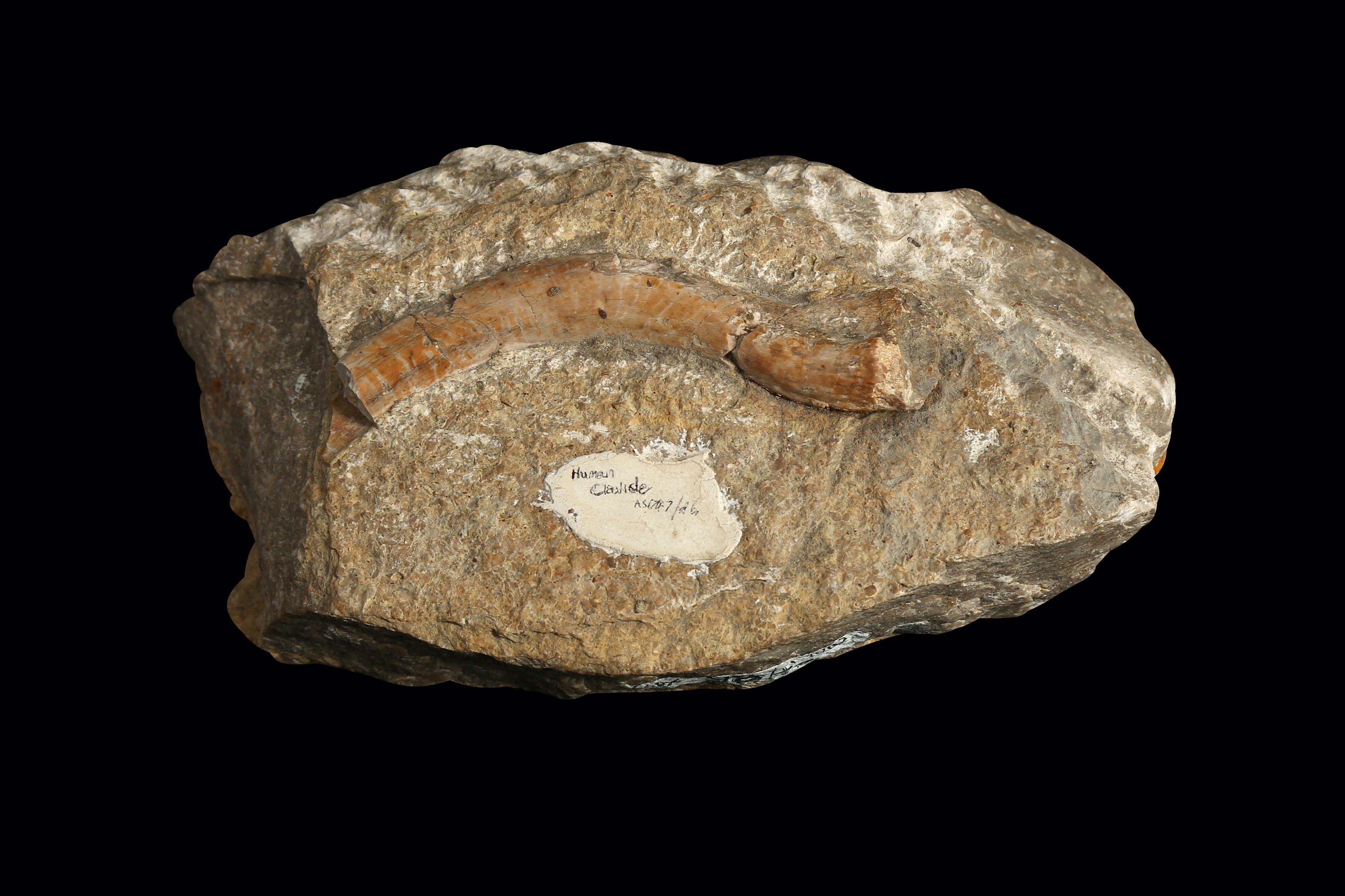 Lot 263 - A FOSSILISED BONE
