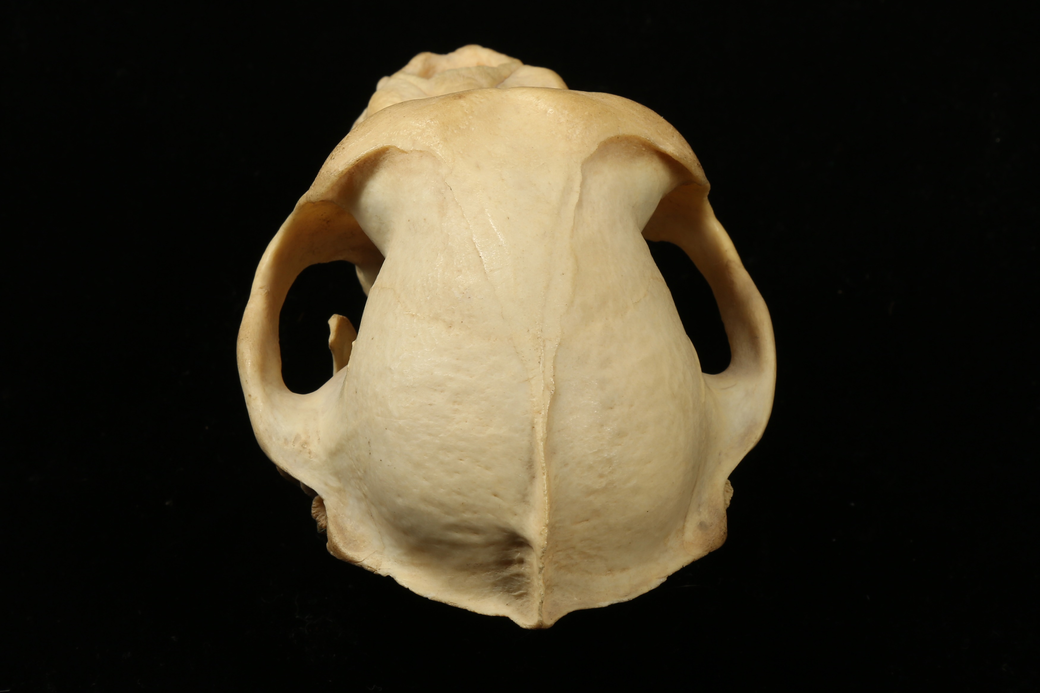 Lot 277 - A BABOON SKULL