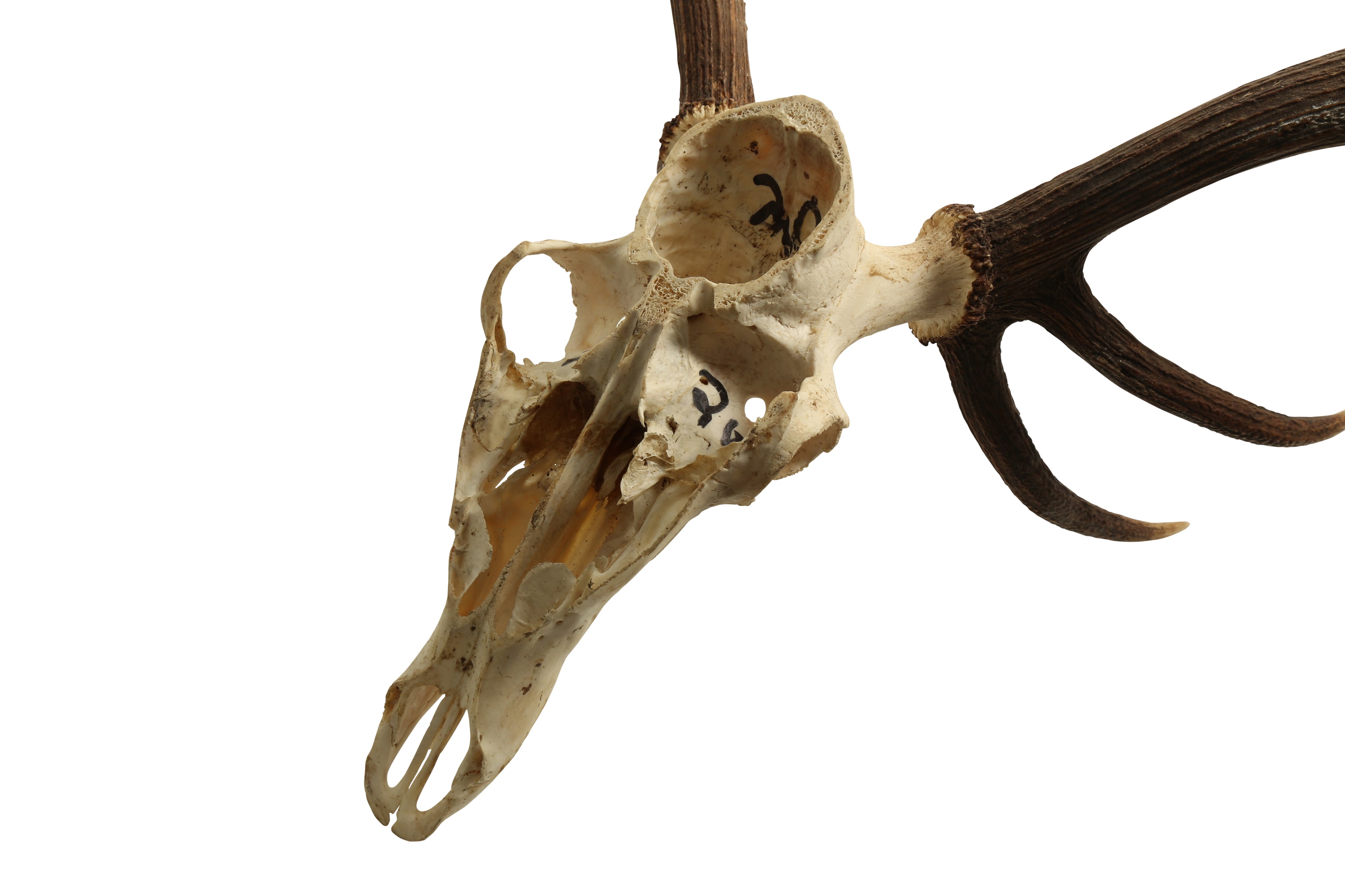 Lot 217 - A RED DEER SKULL AND ANTLERS, FOURTEEN
