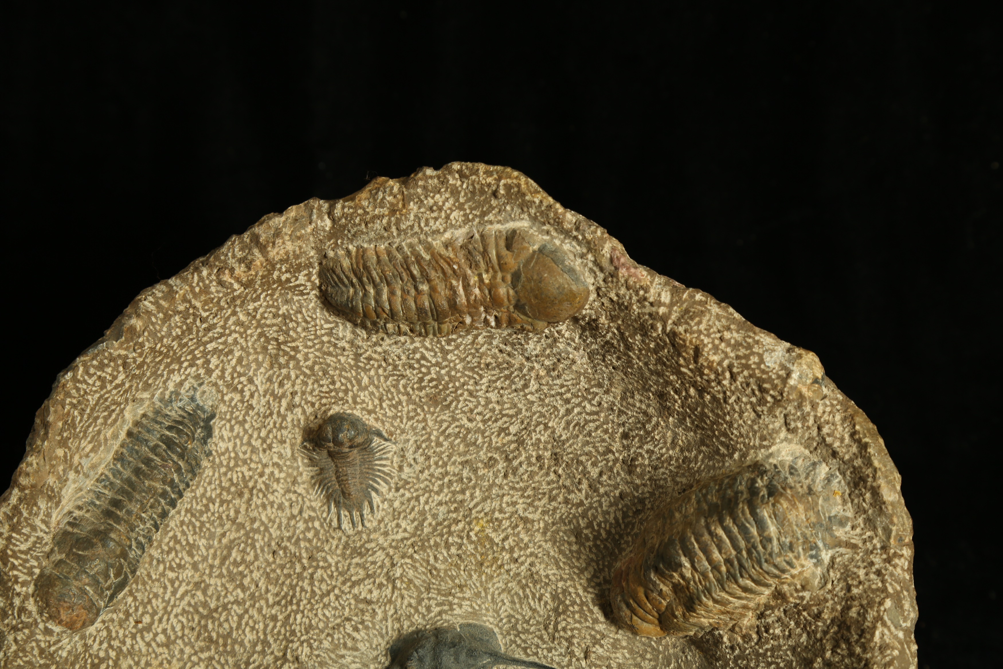 Lot 276 - A TRILOBITE FOSSIL BOWL