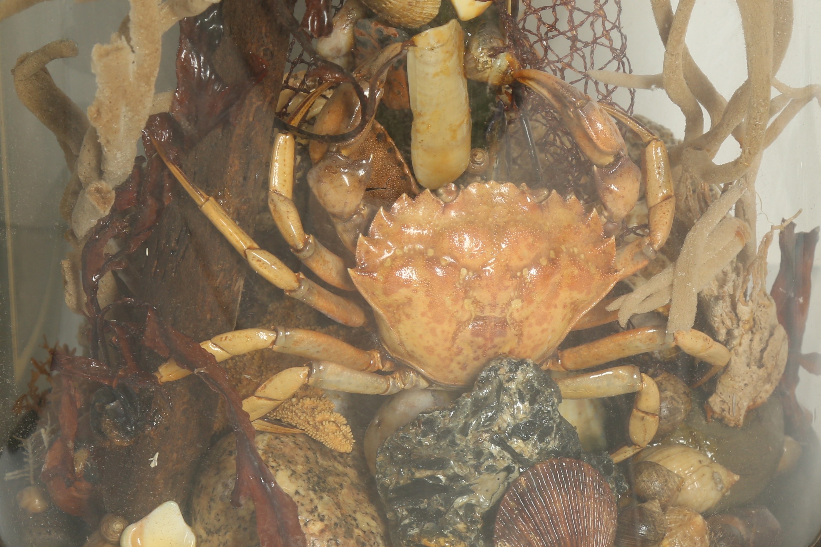 Lot 259 - DIORAMA: A SHELL DIORAMA, PROBABLY 19TH