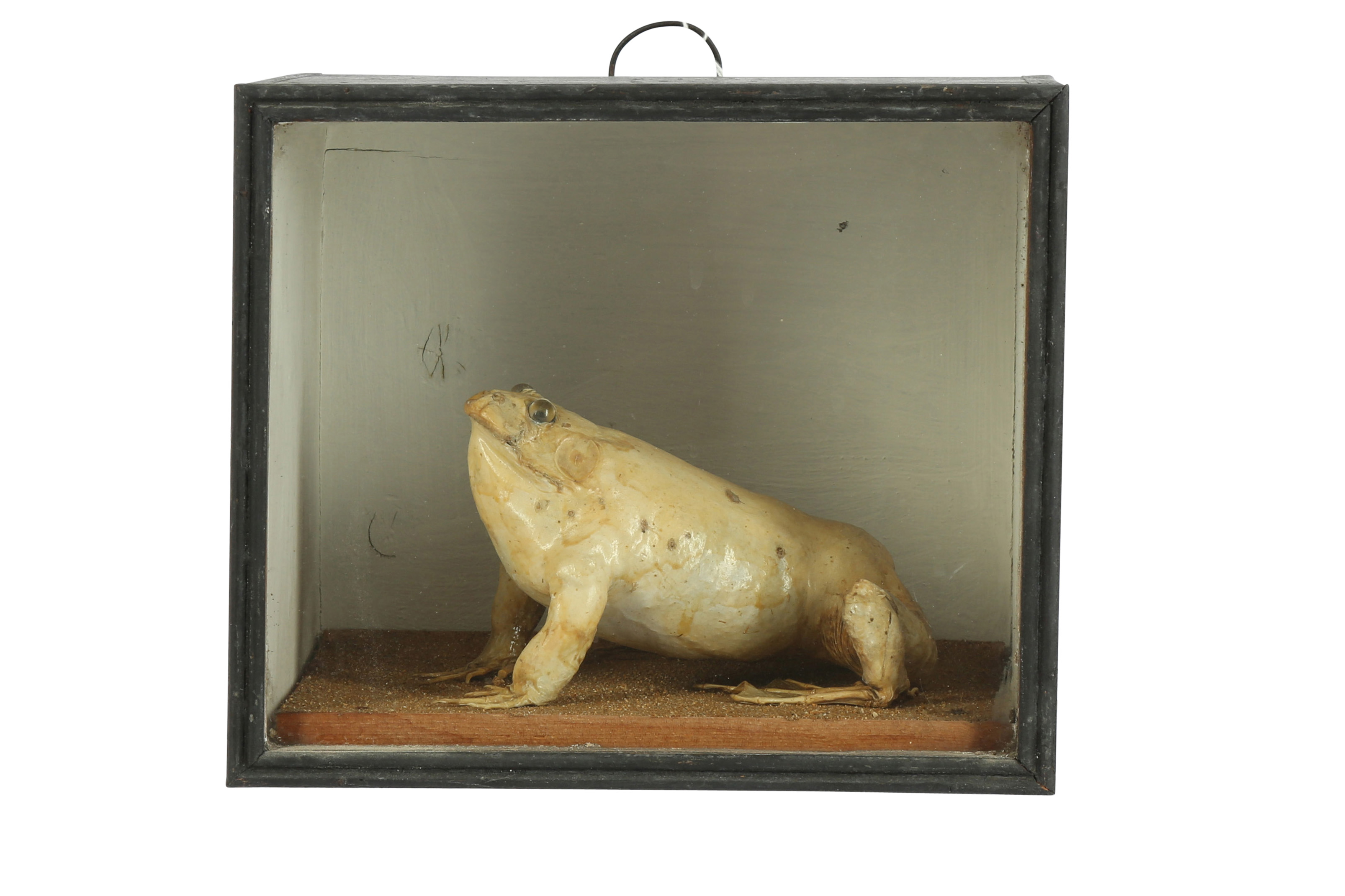 Lot 267 - TAXIDERMY: A BULL FROG