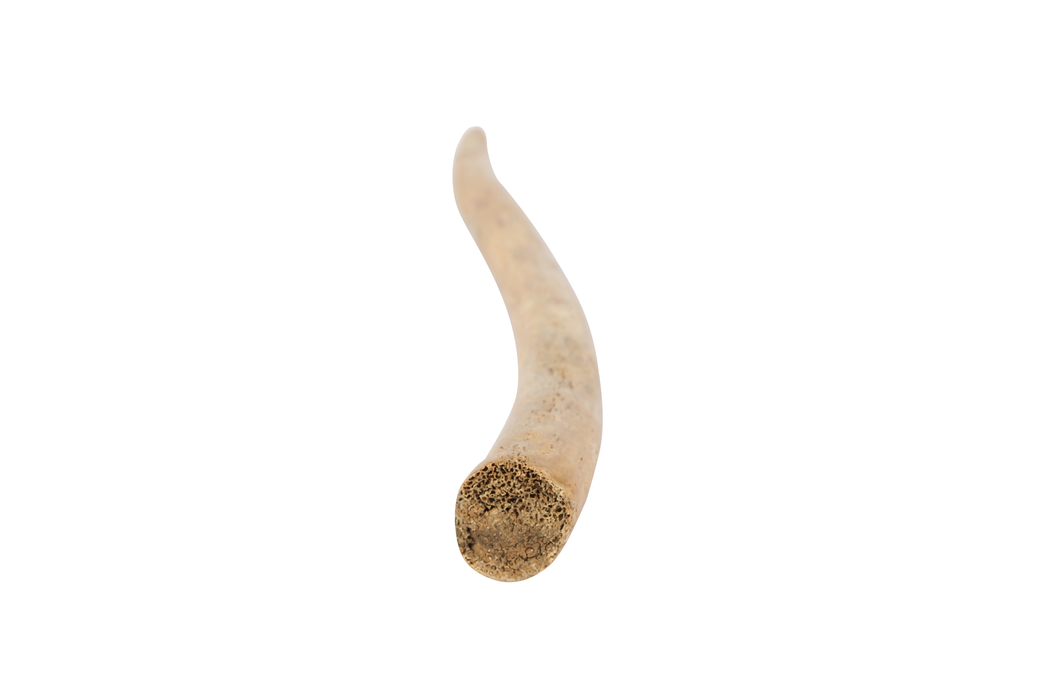 Lot 292 - A WALRUS BACULUM (PENIS BONE) POSSIBLY AN