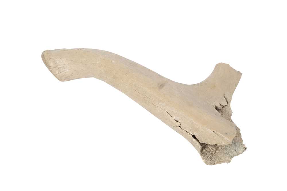 Lot 290 - A SECTION OF FOSSILIZED IRISH ELK