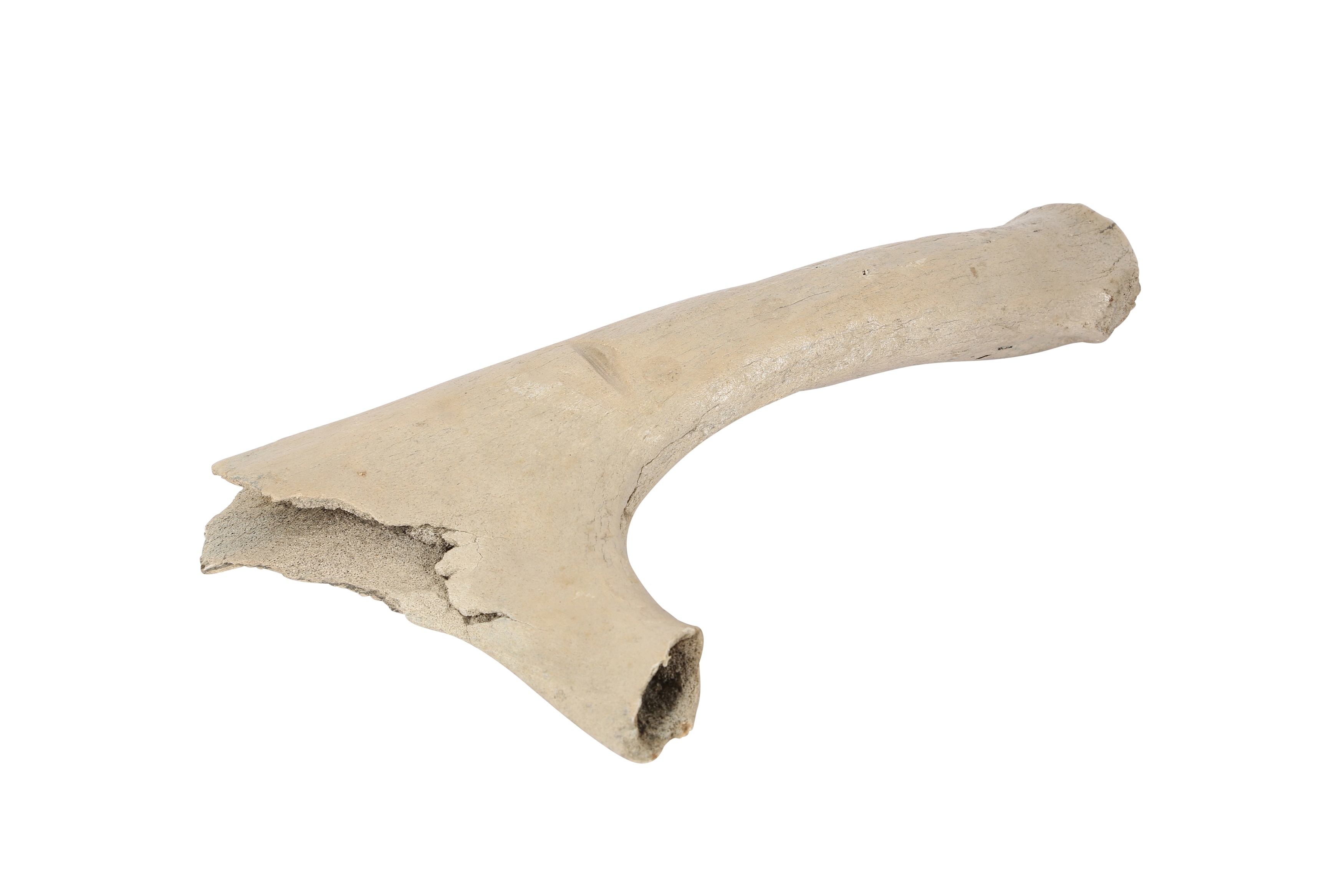 Lot 290 - A SECTION OF FOSSILIZED IRISH ELK
