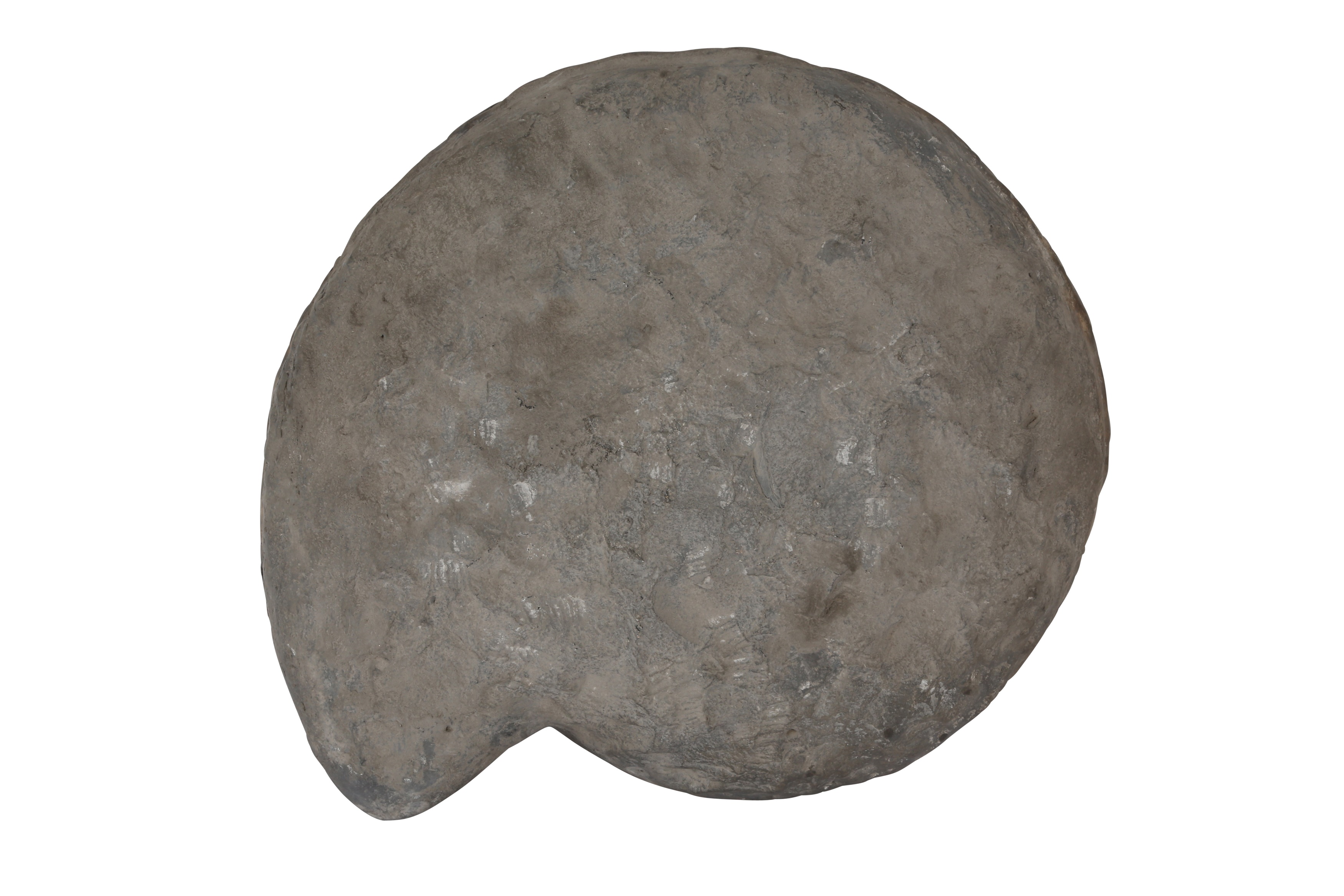 Lot 311 - A LARGE ENGLISH AMMONITE, ARIETITES