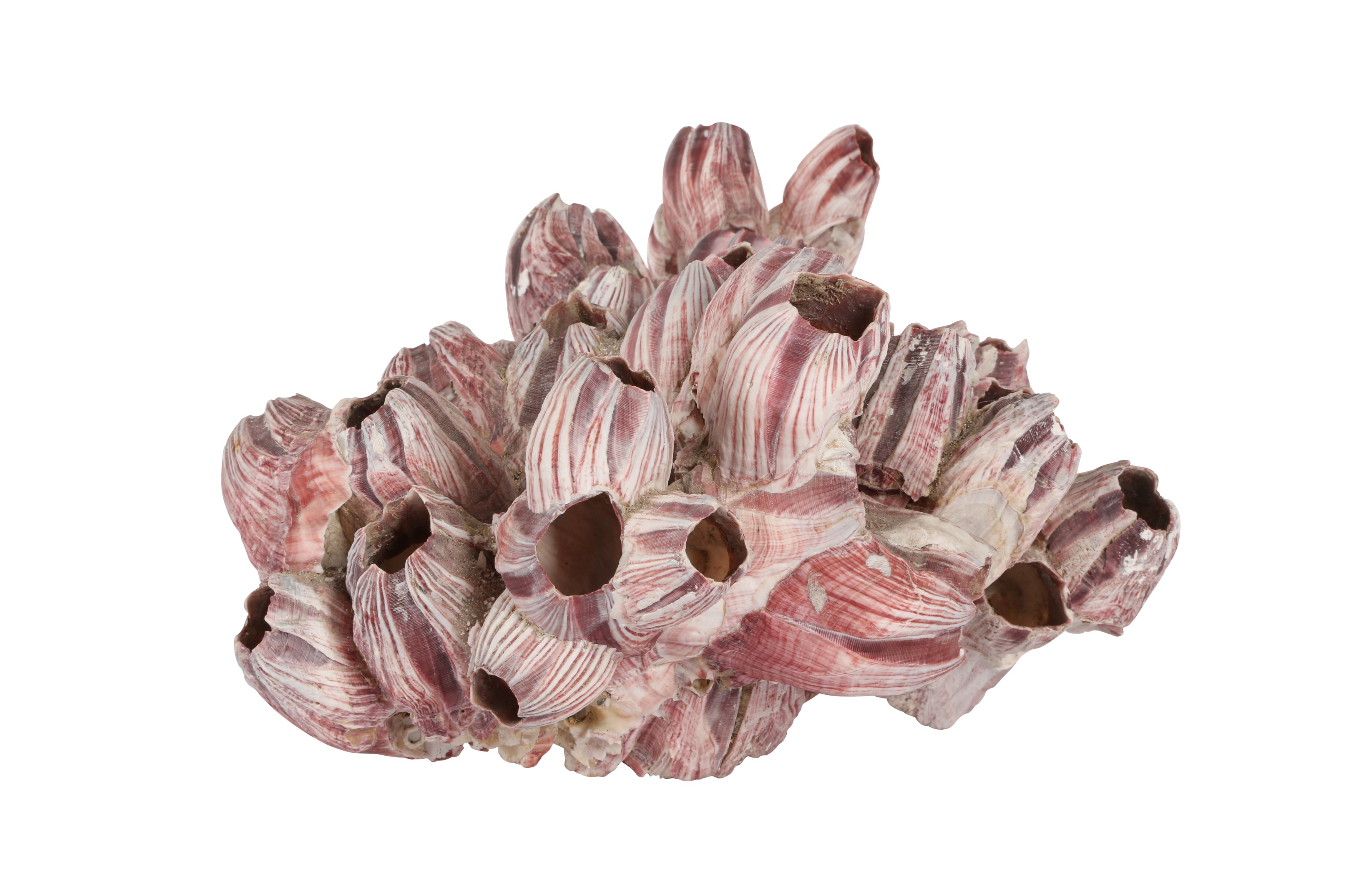 Lot 315 - A LARGE NATURAL PURPLE ACORN BARNACLE CORAL